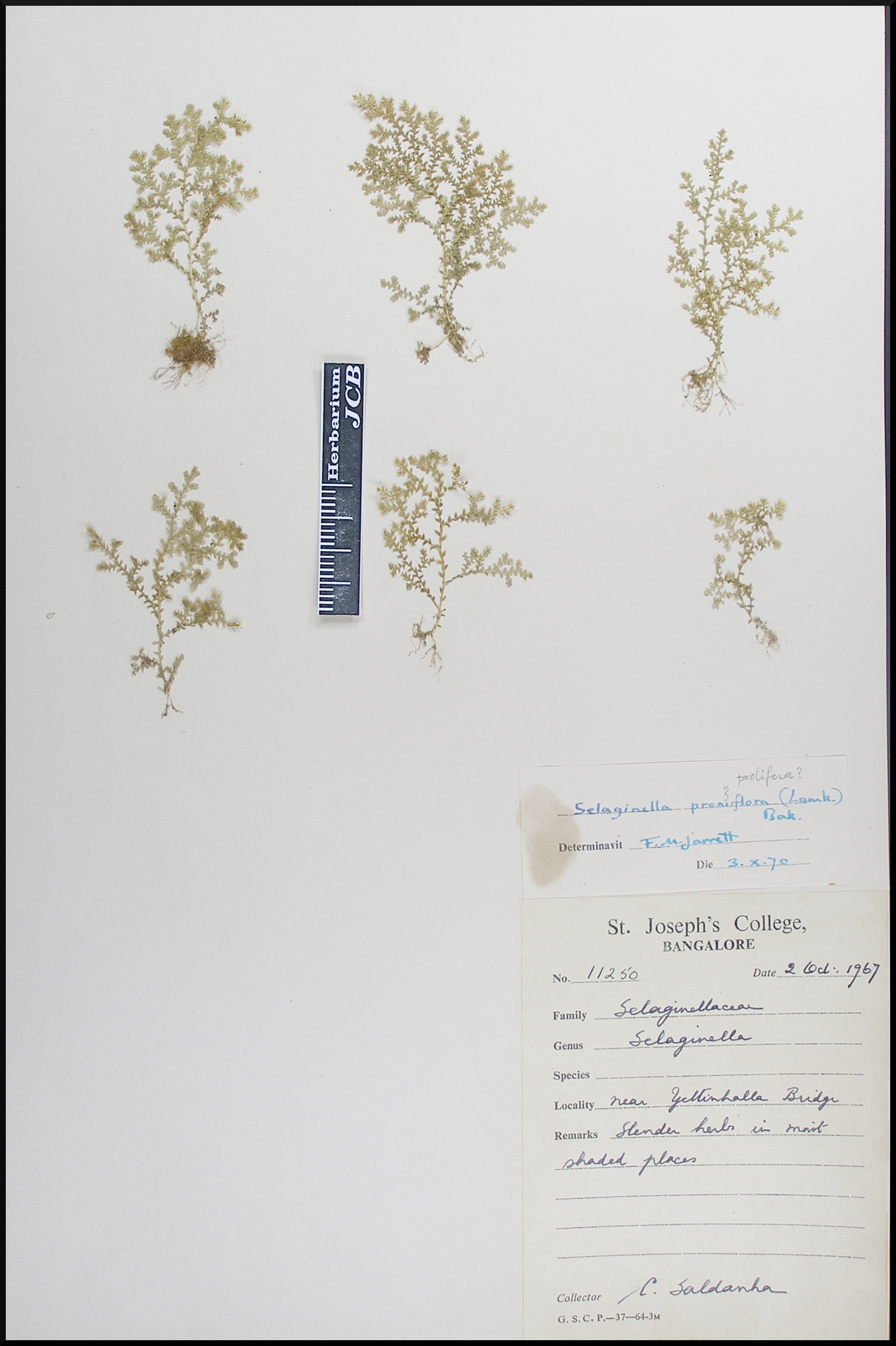 Herbarium JCB