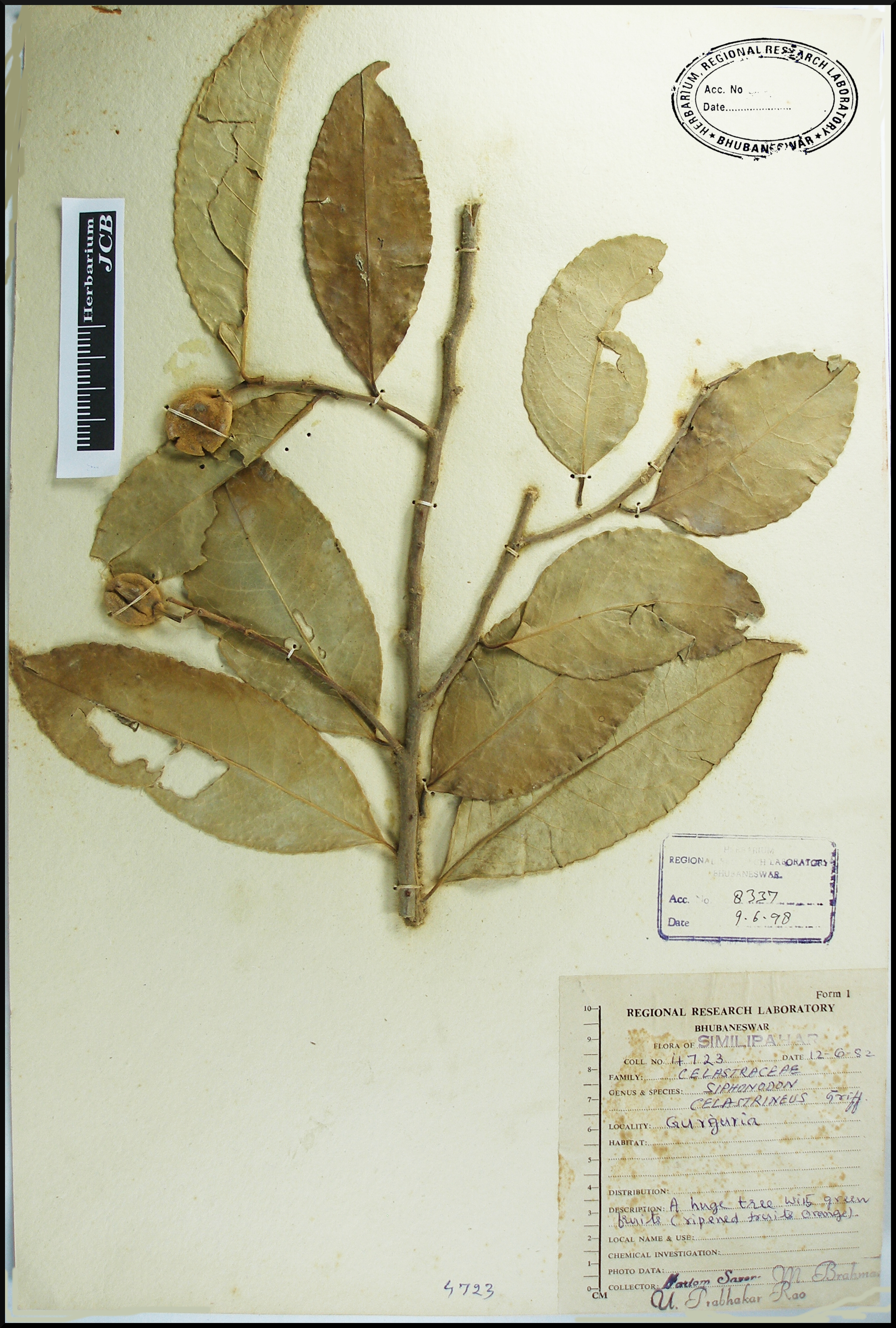 Herbarium JCB