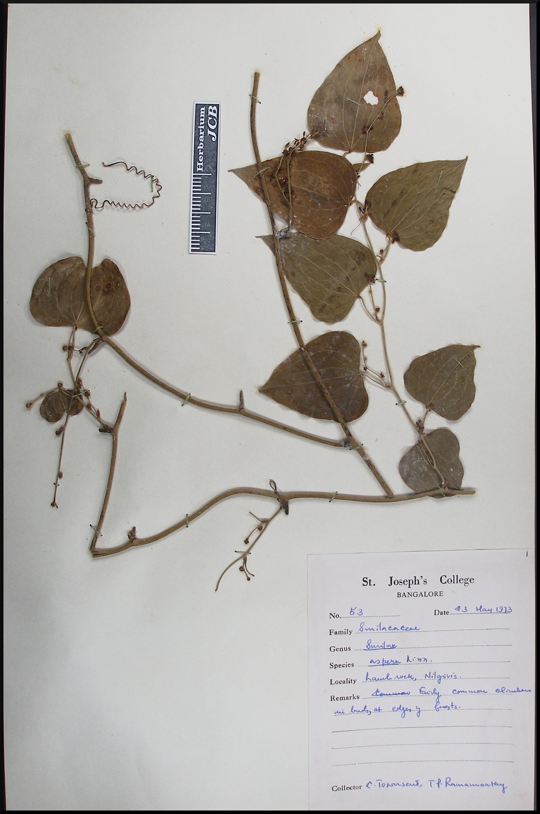 Herbarium JCB