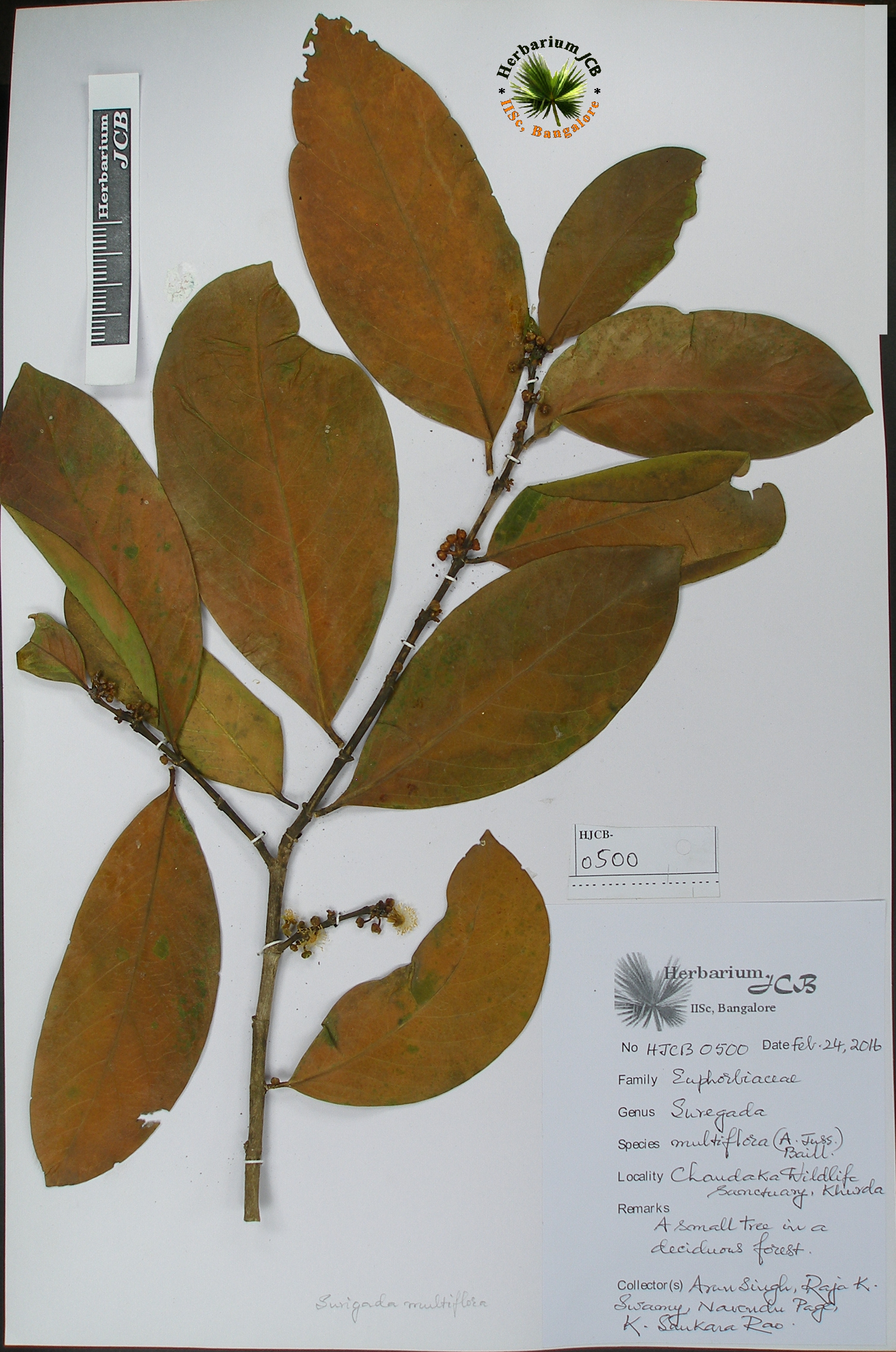 Herbarium JCB