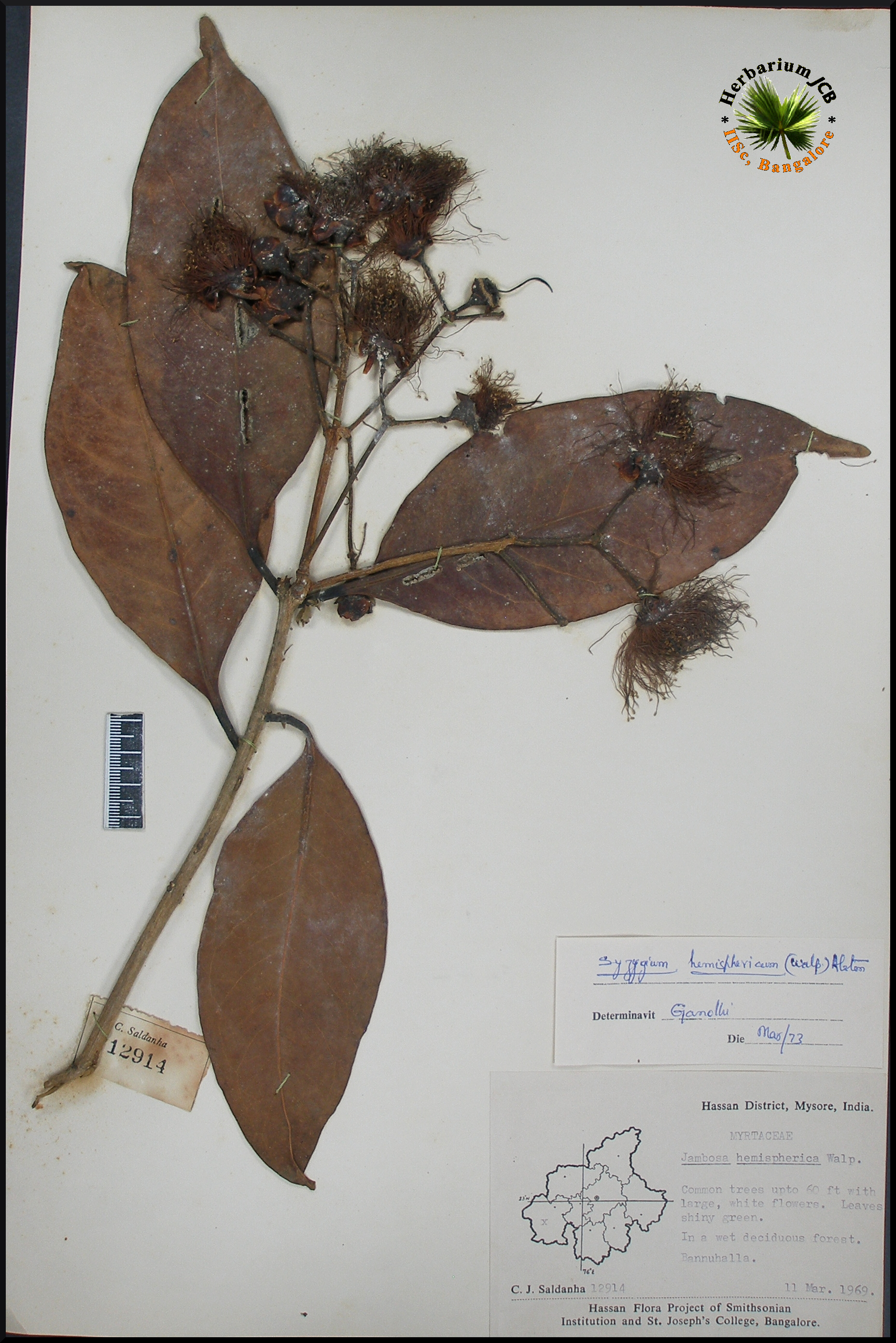 Herbarium JCB