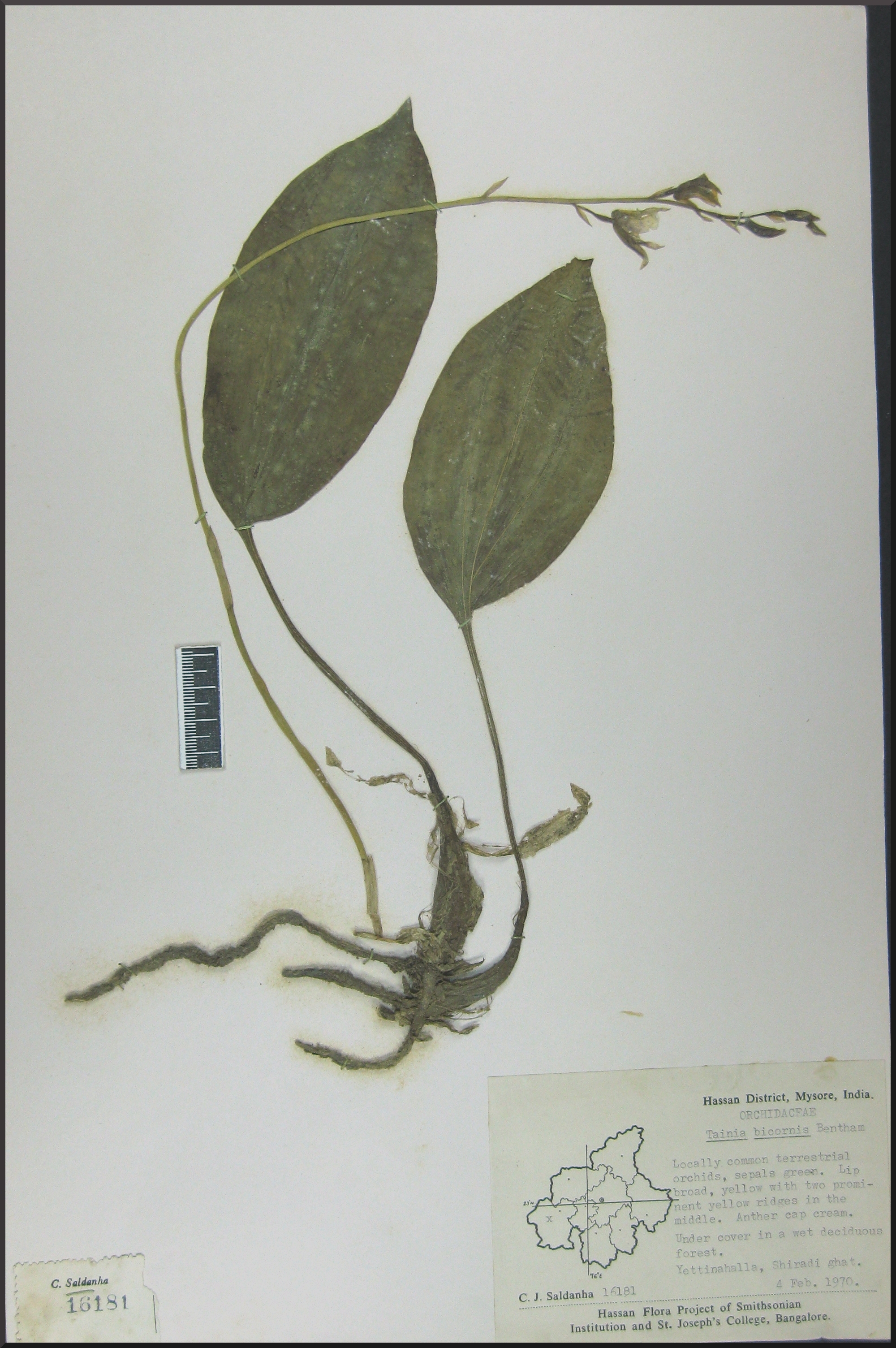 Herbarium JCB
