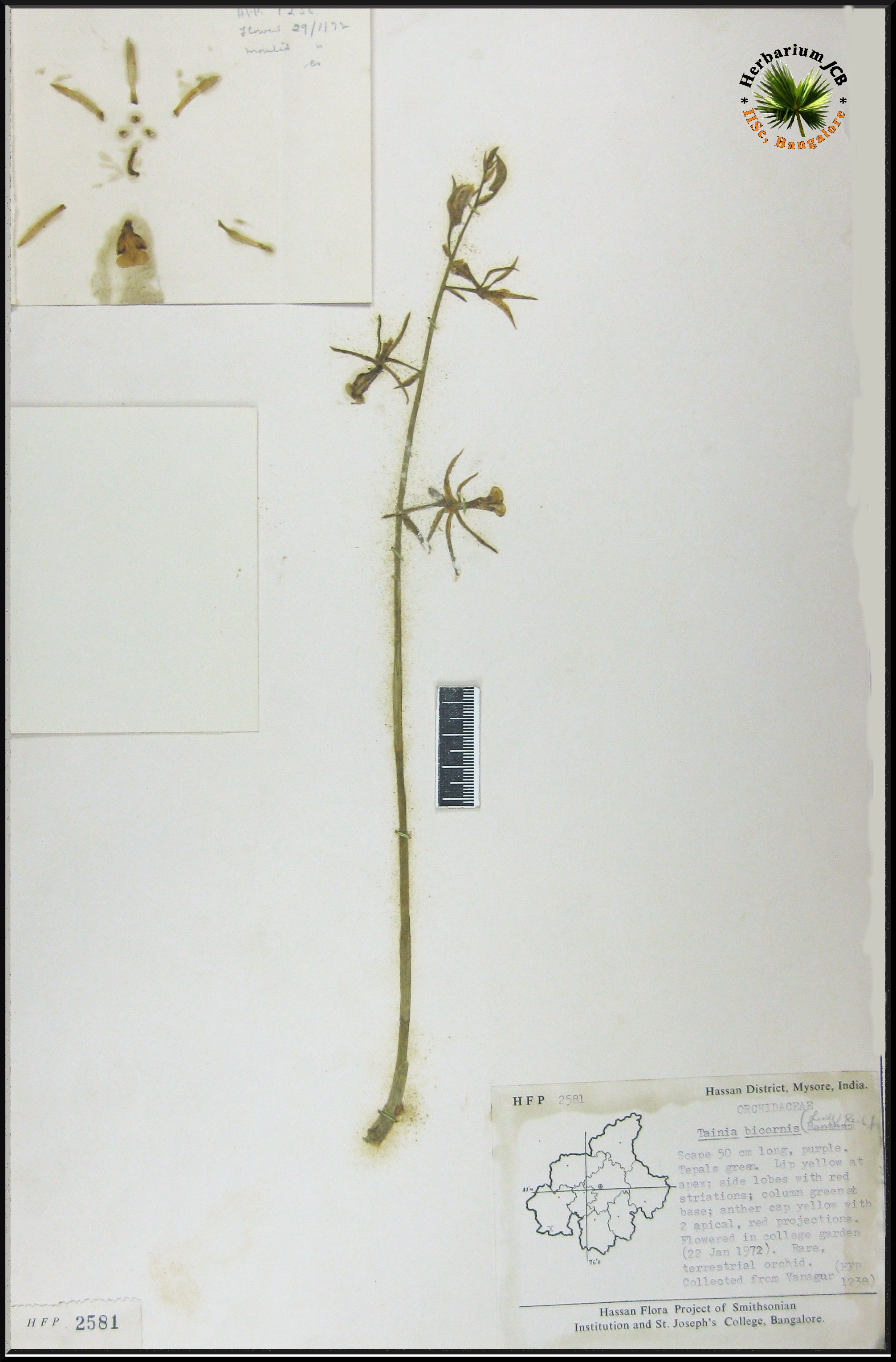 Herbarium JCB