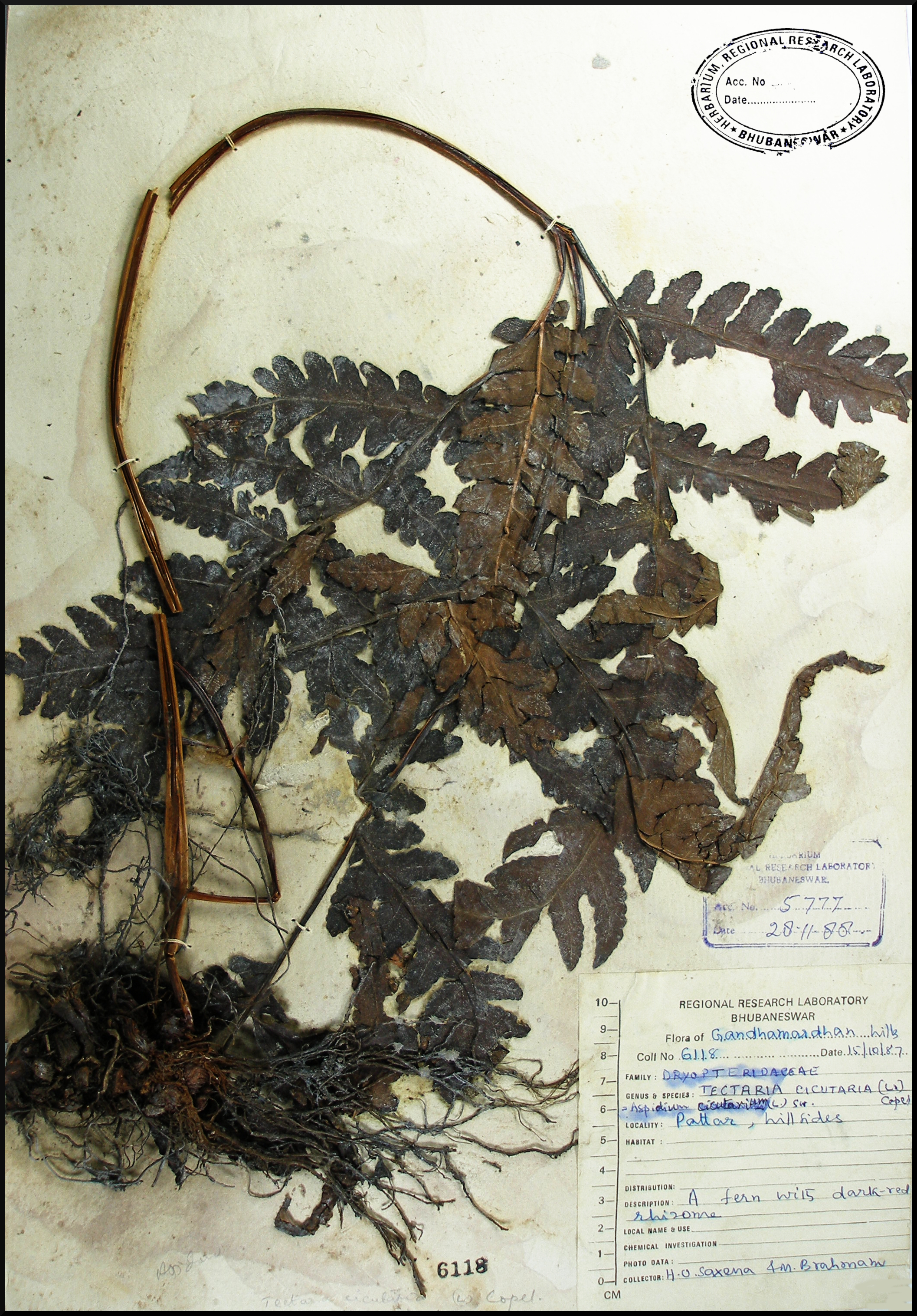 Herbarium JCB