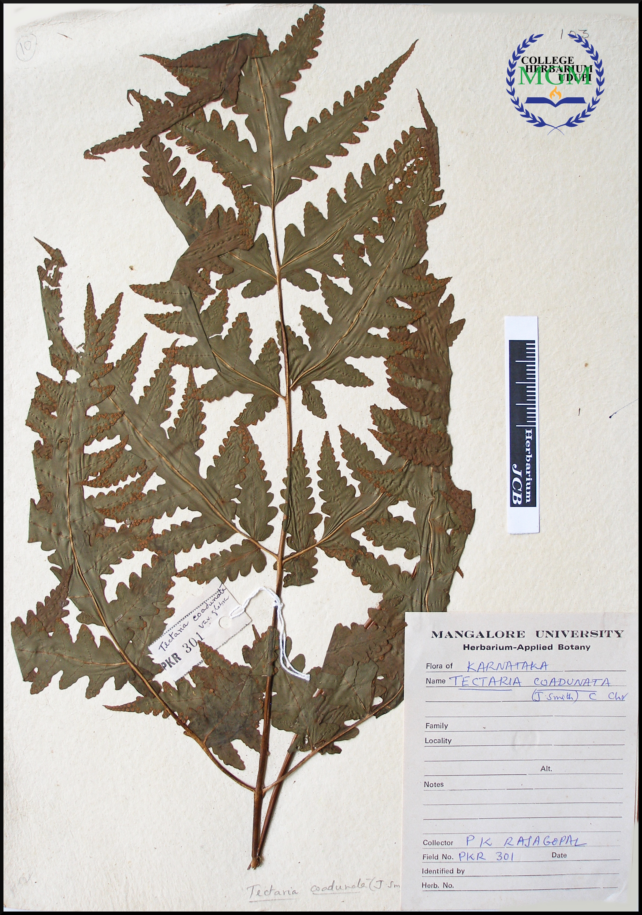 Herbarium JCB