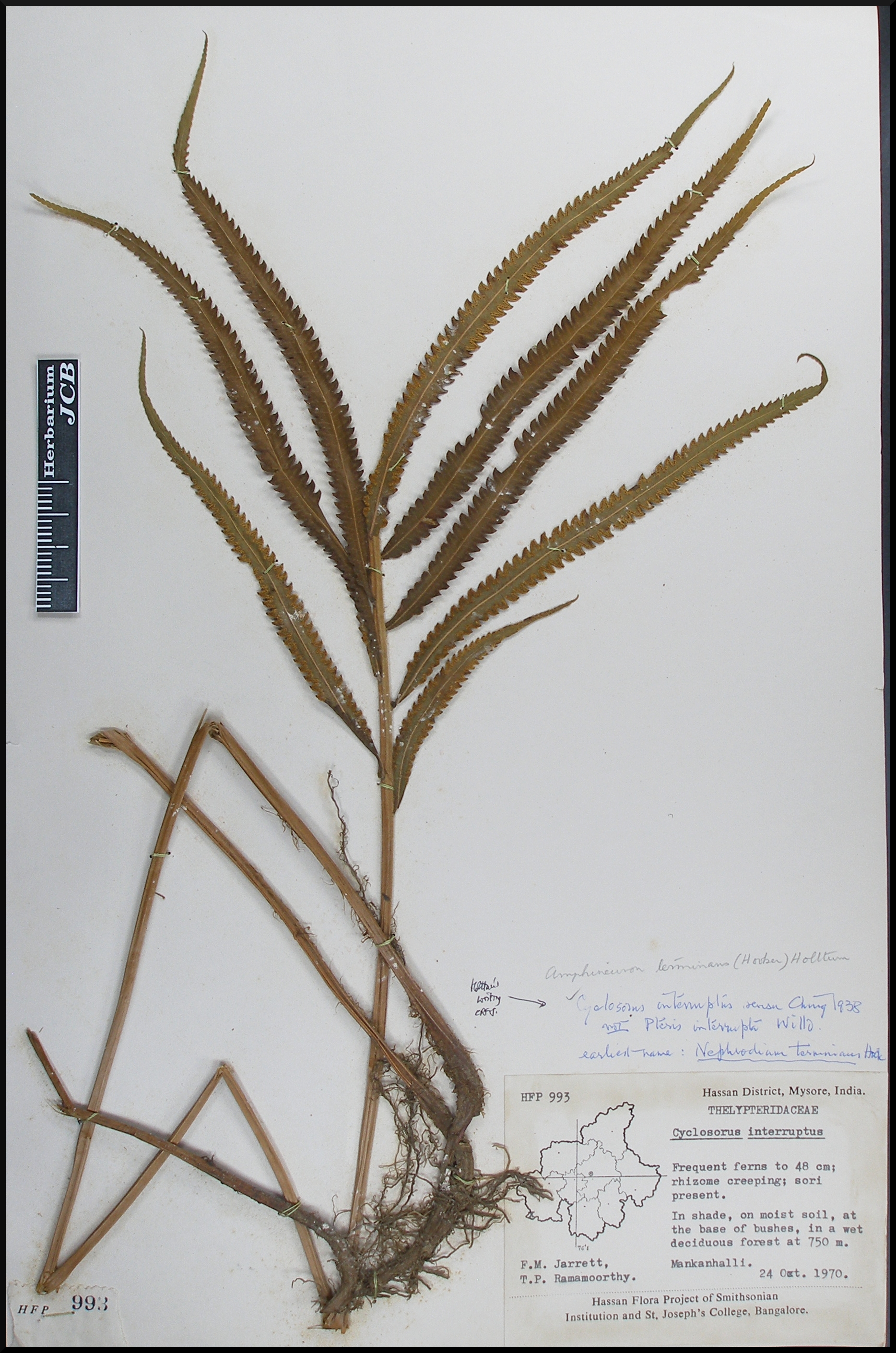 Herbarium JCB