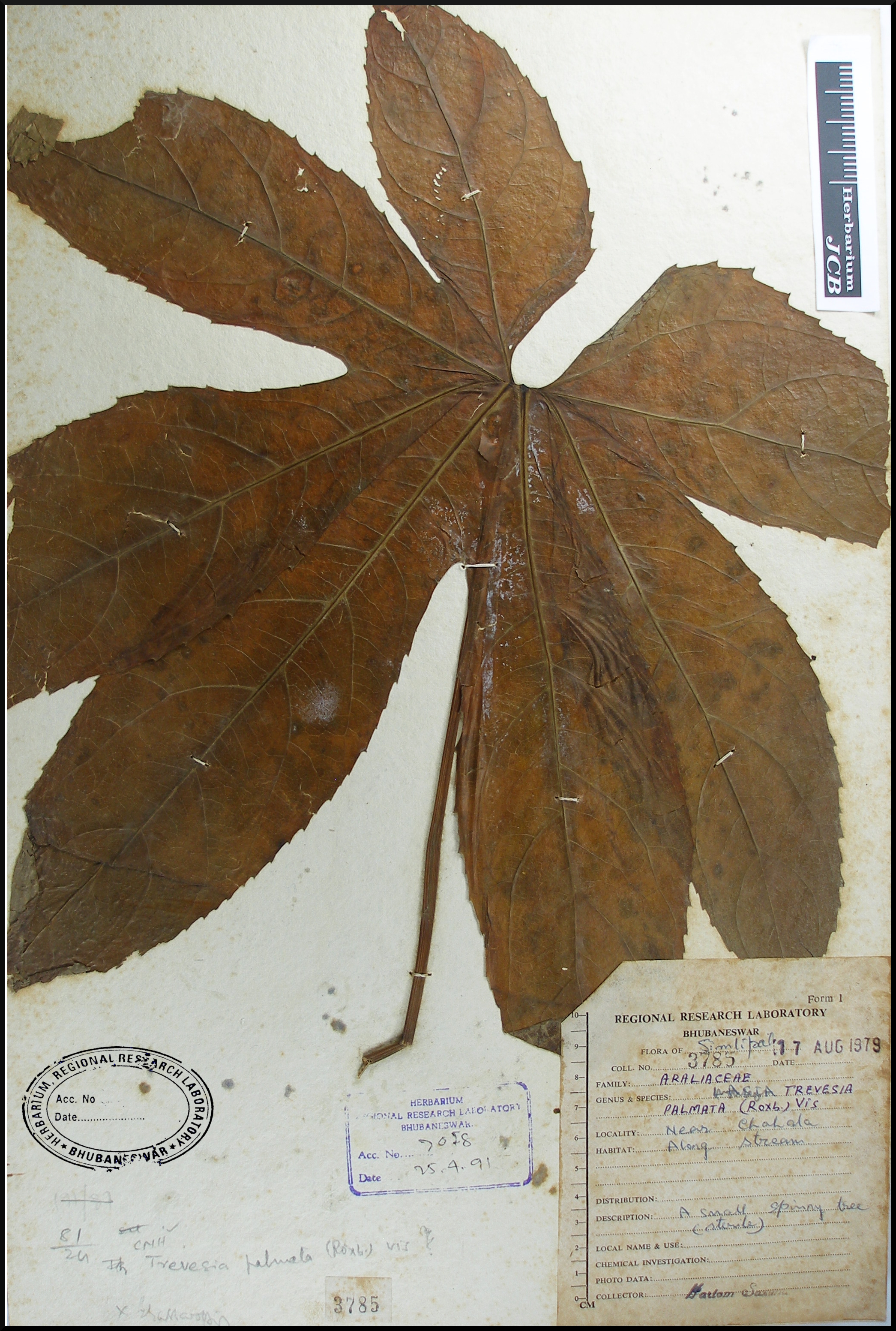 Herbarium JCB