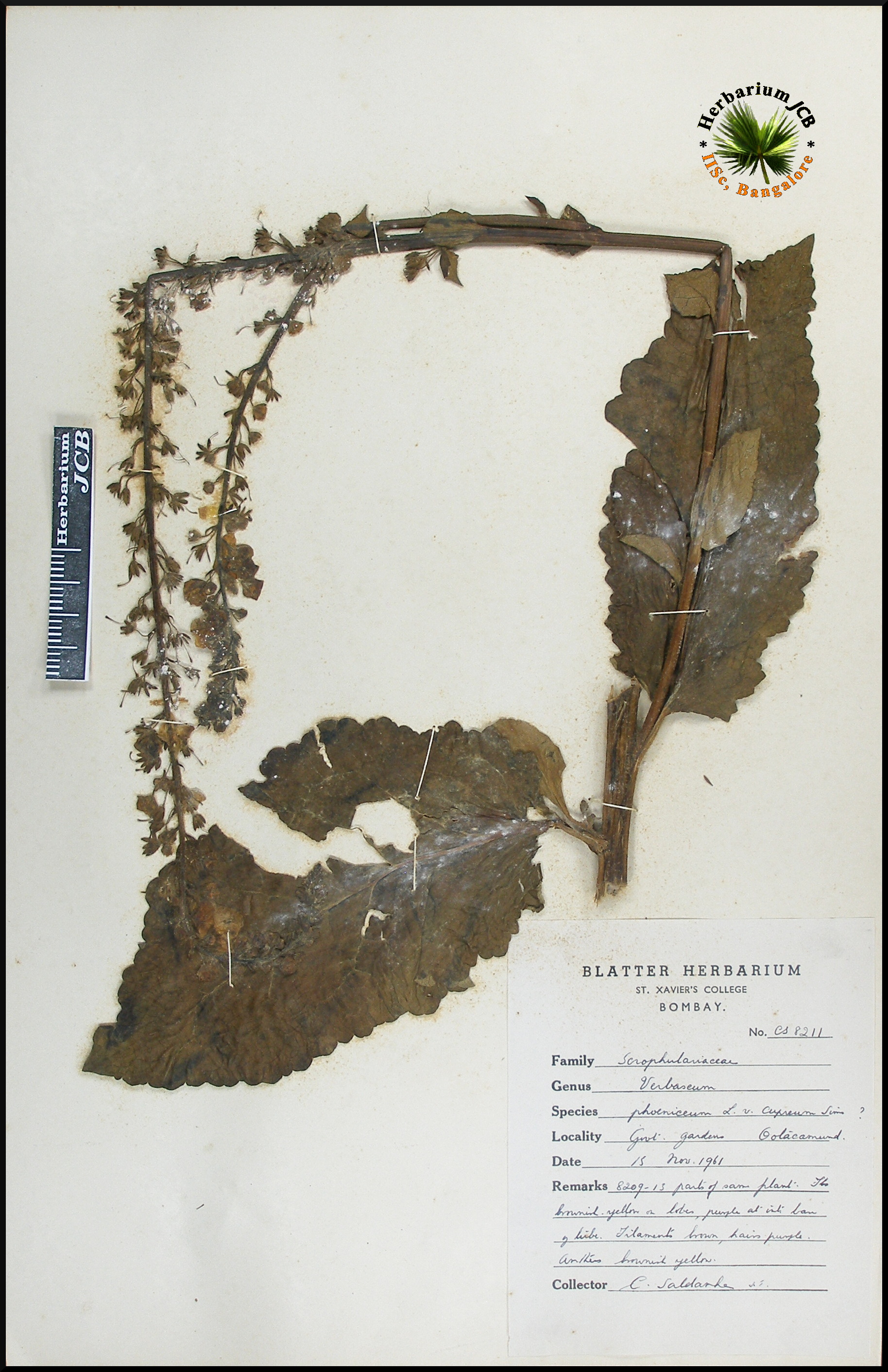 Herbarium JCB