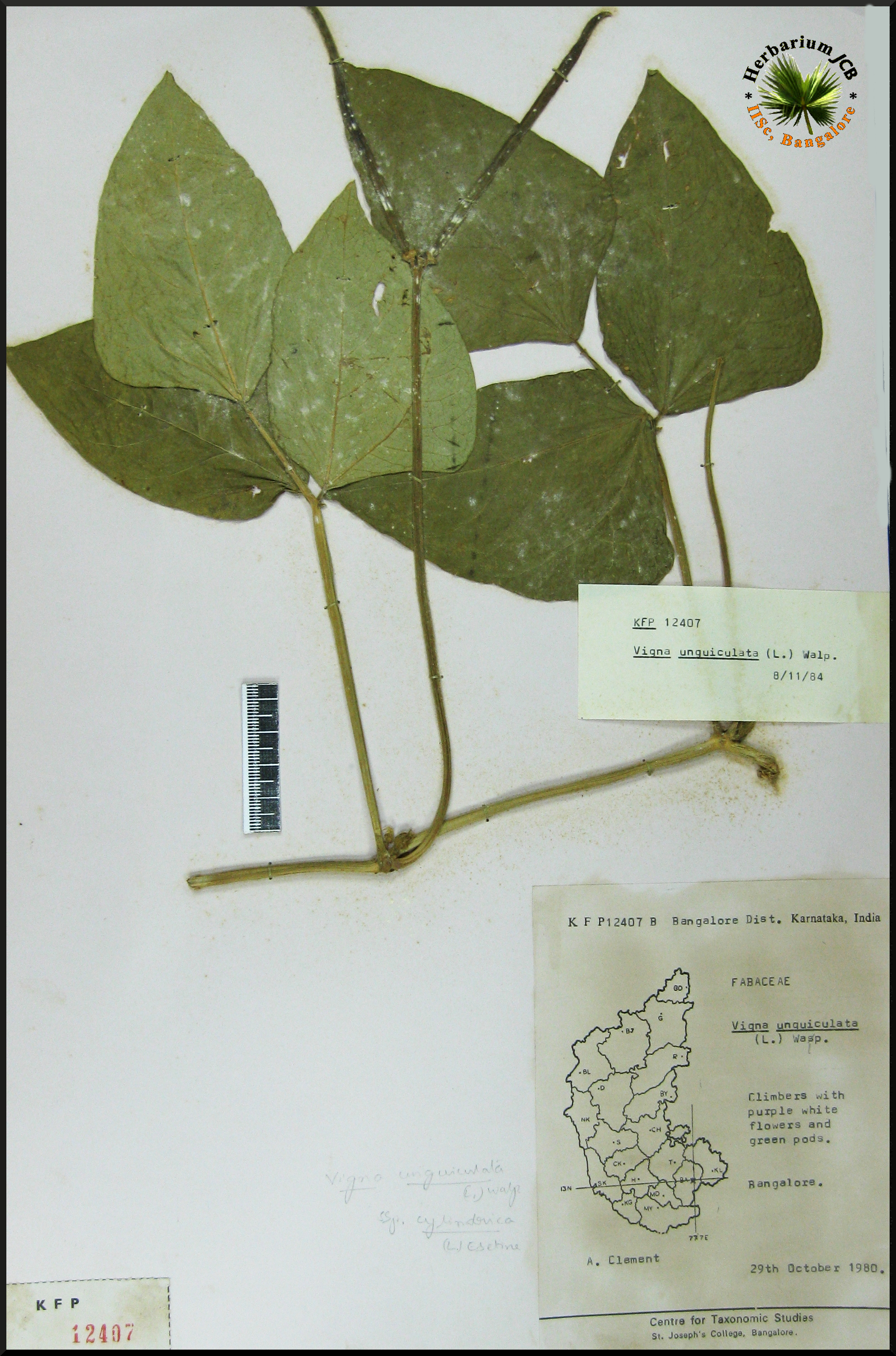 Herbarium JCB