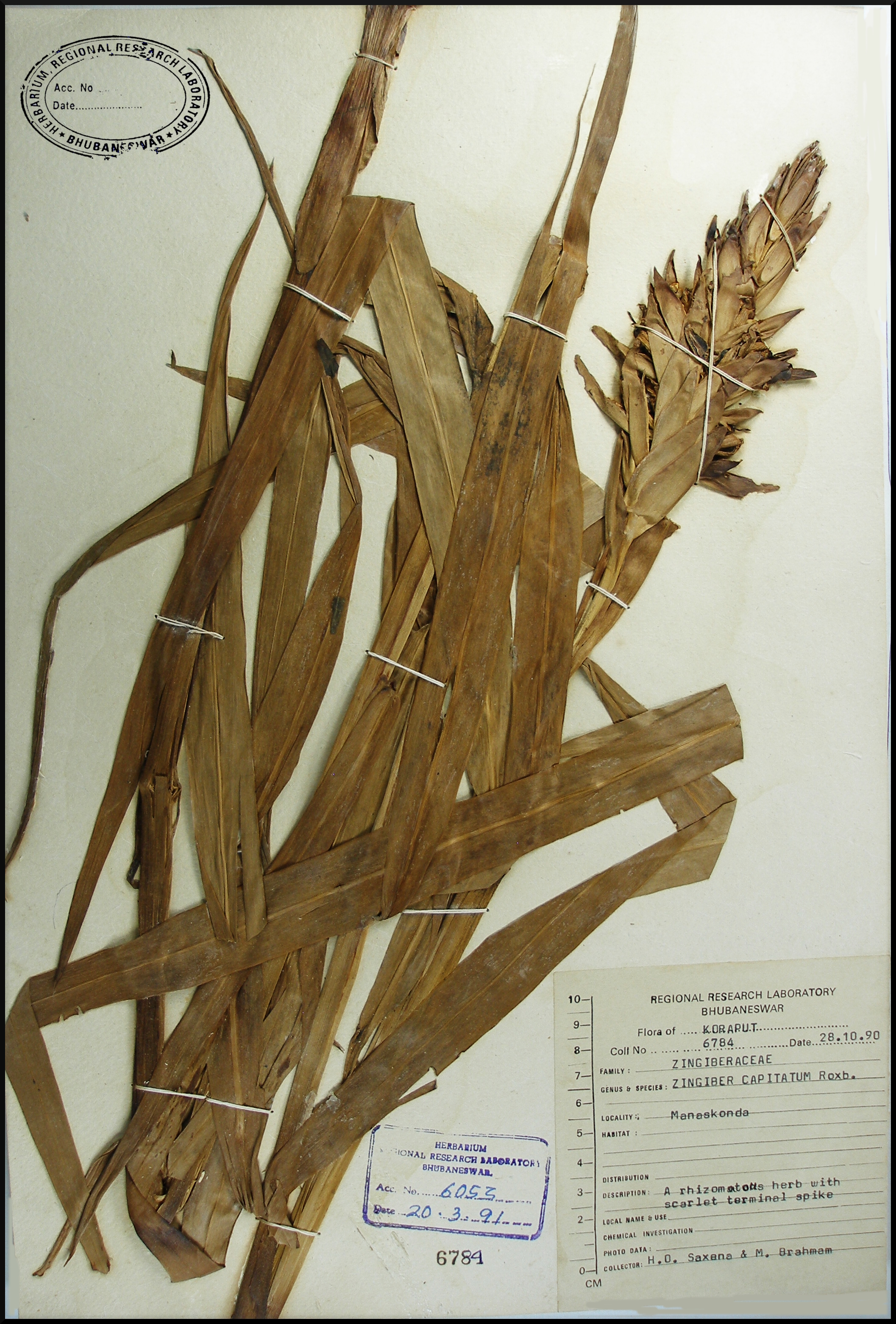 Herbarium JCB