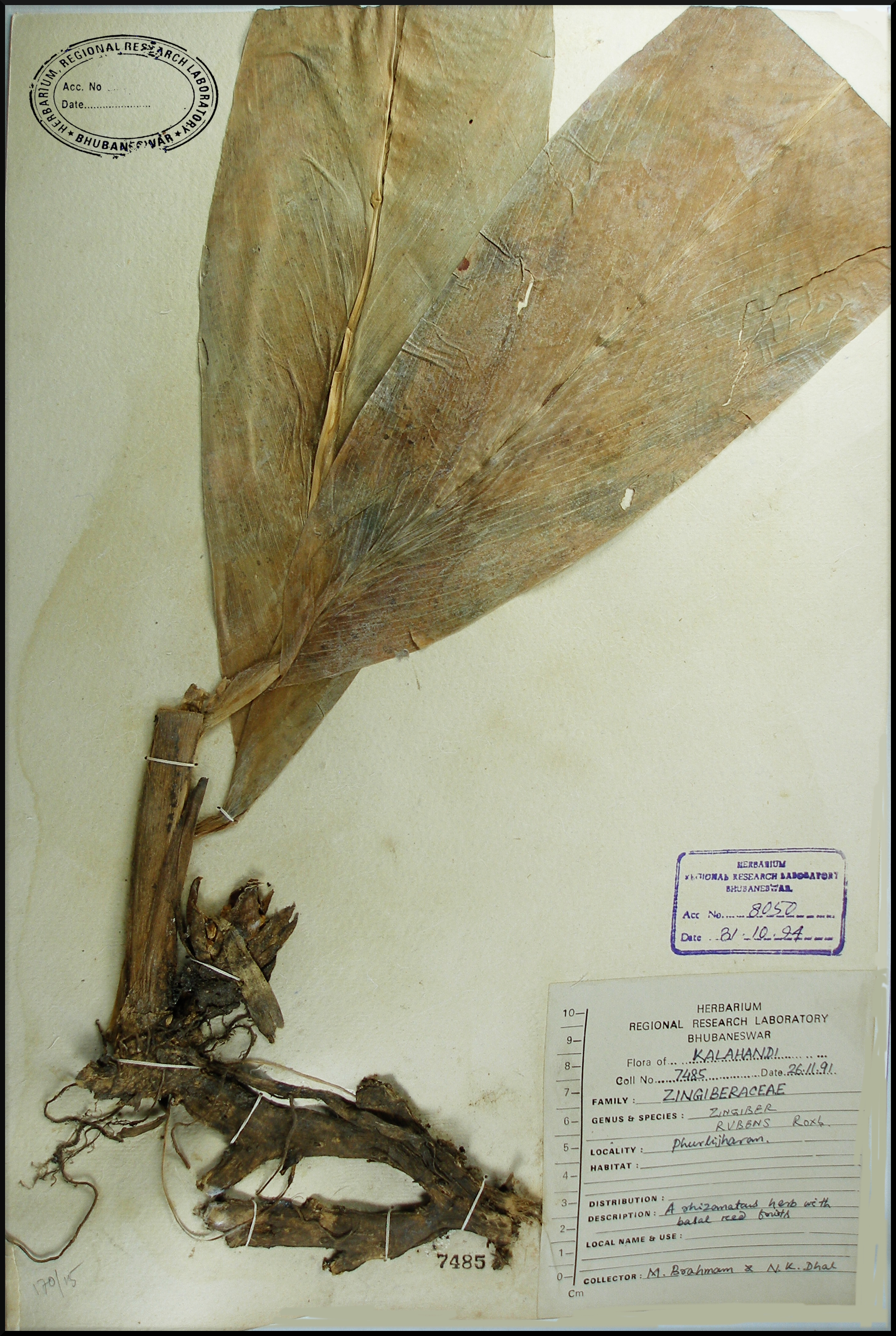 Herbarium JCB