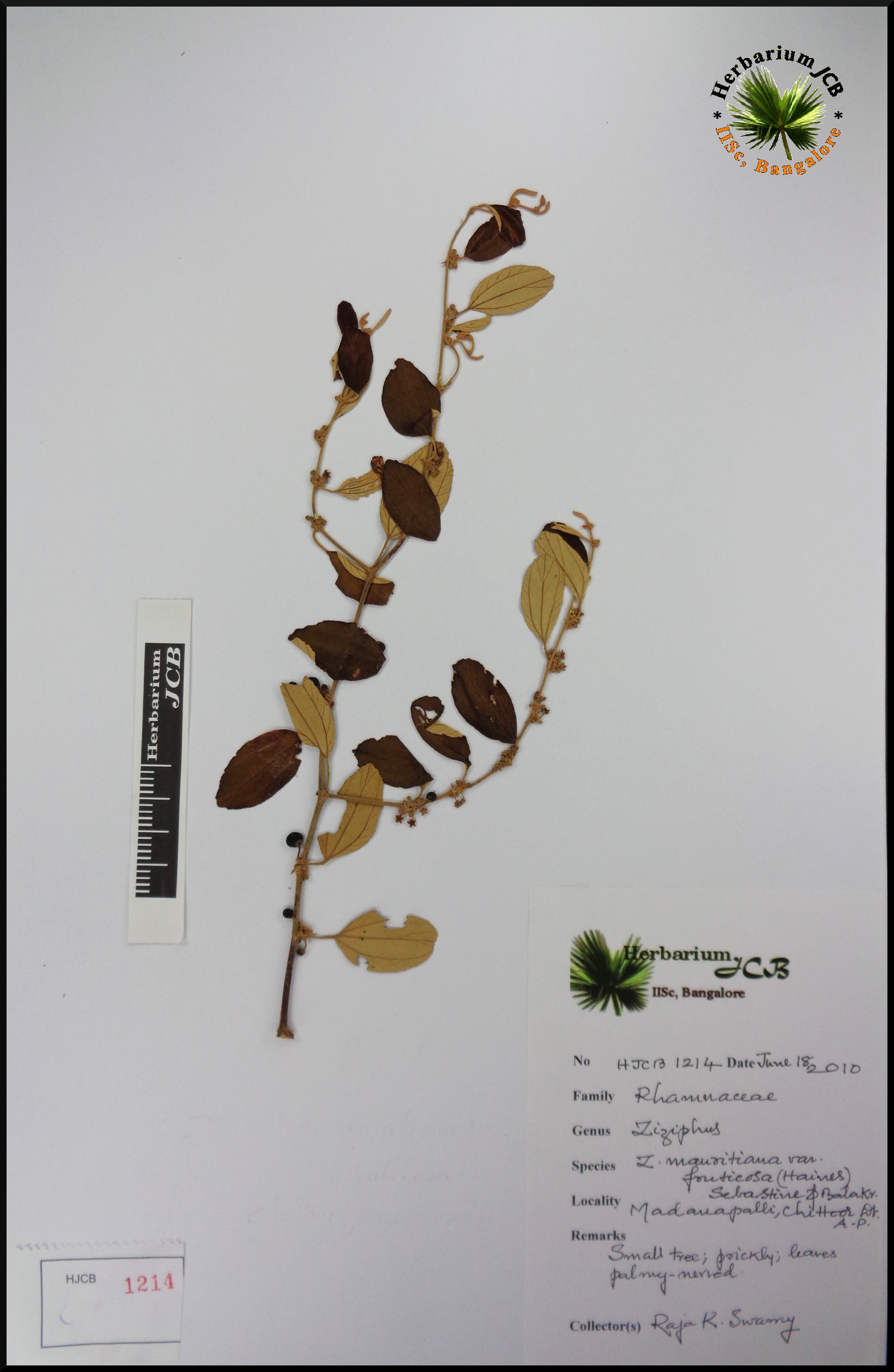 Herbarium JCB