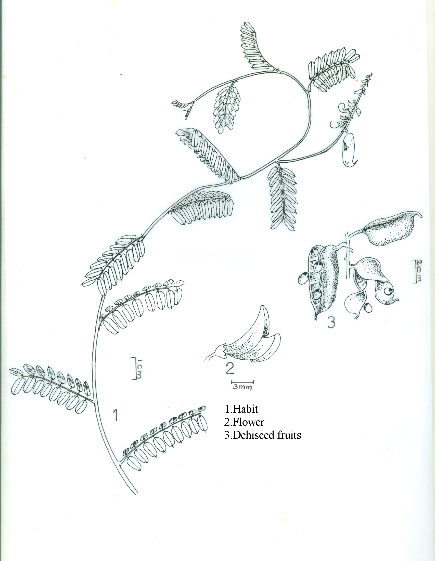 Herbarium JCB