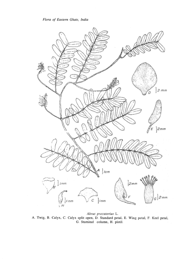 Herbarium JCB
