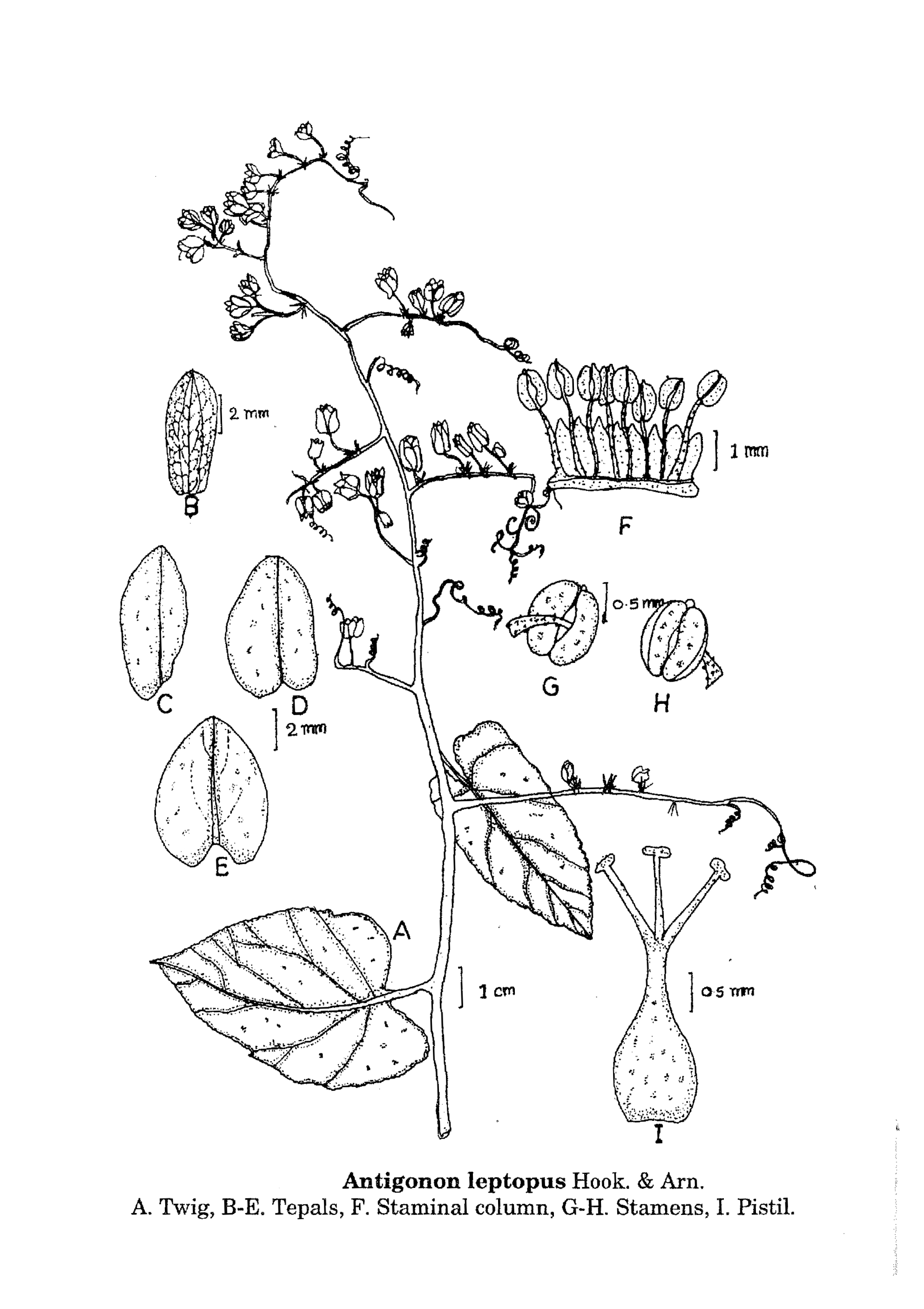 Herbarium JCB