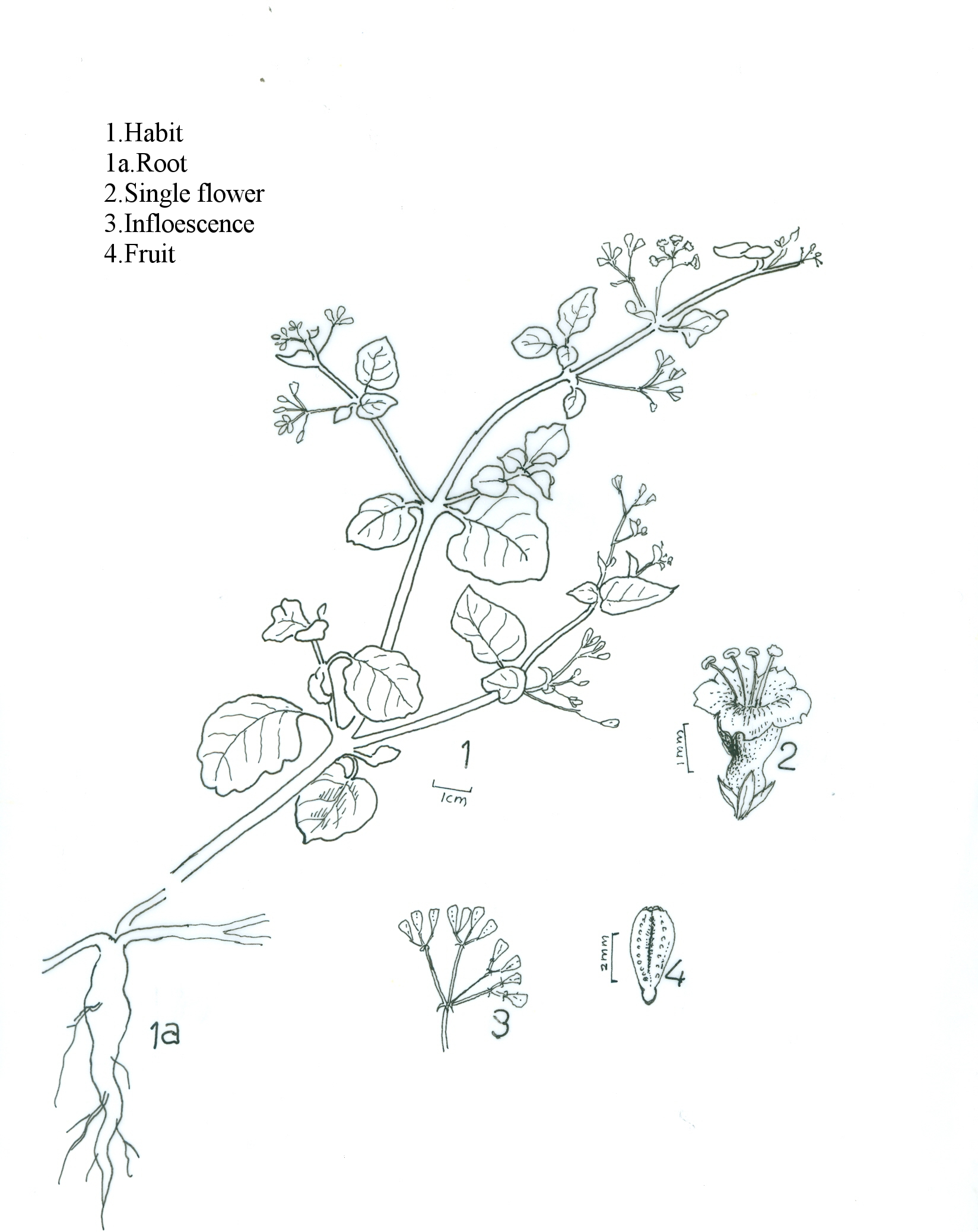 Herbarium JCB