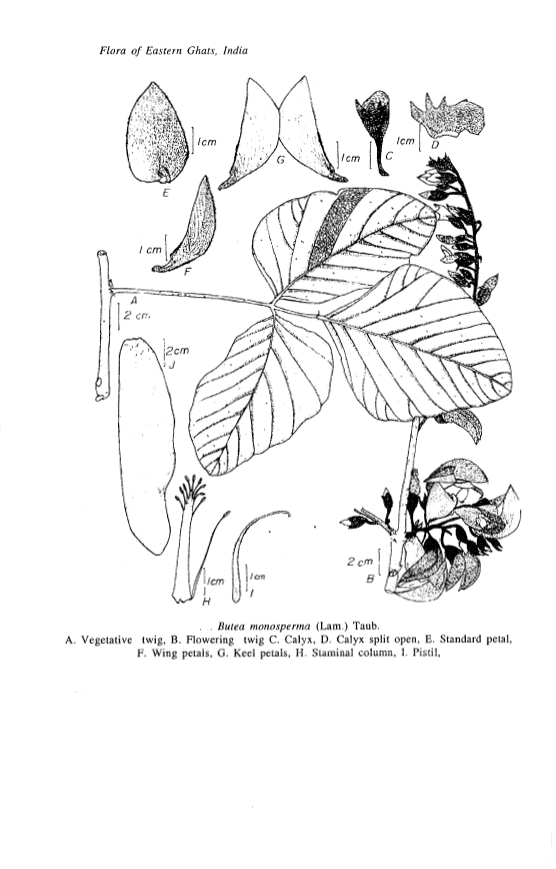 Herbarium JCB