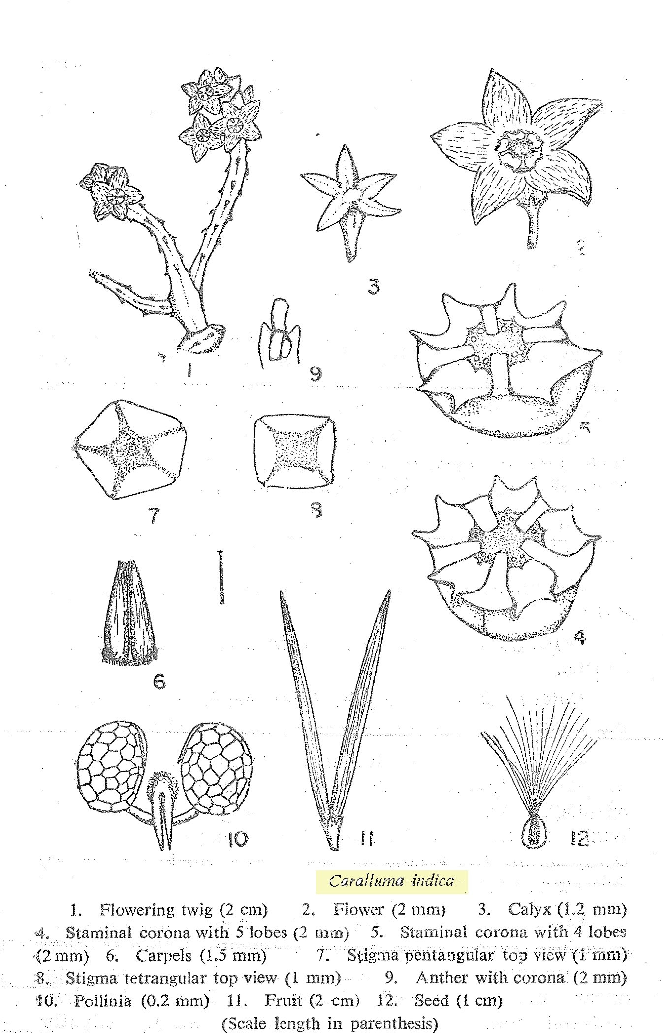 Herbarium JCB