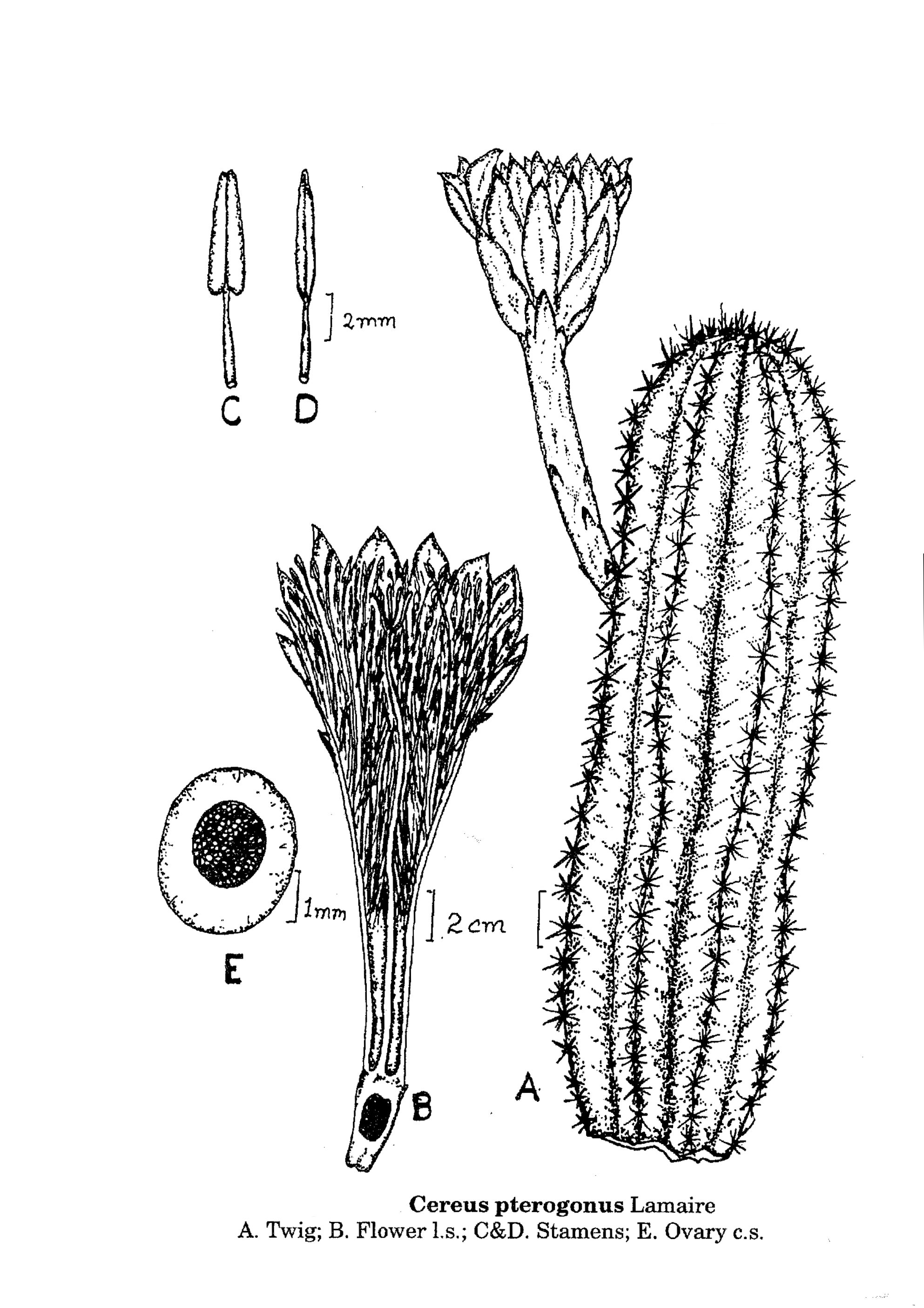 Herbarium JCB
