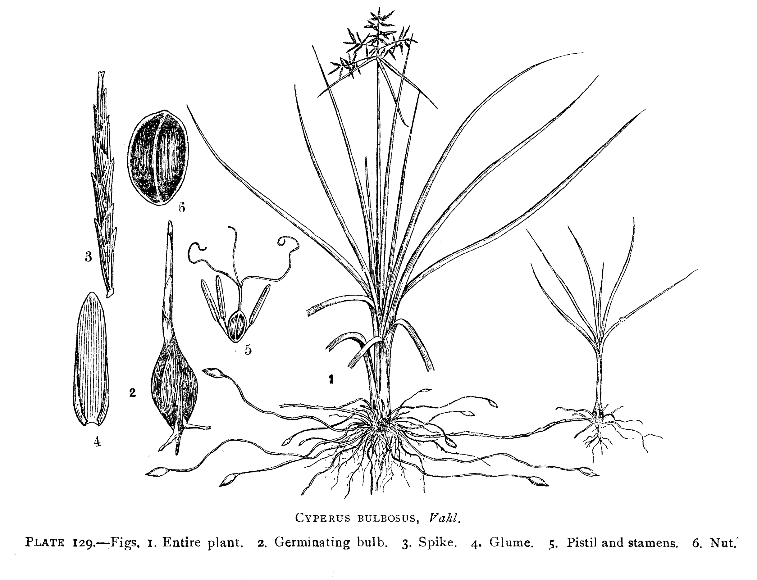 Herbarium JCB