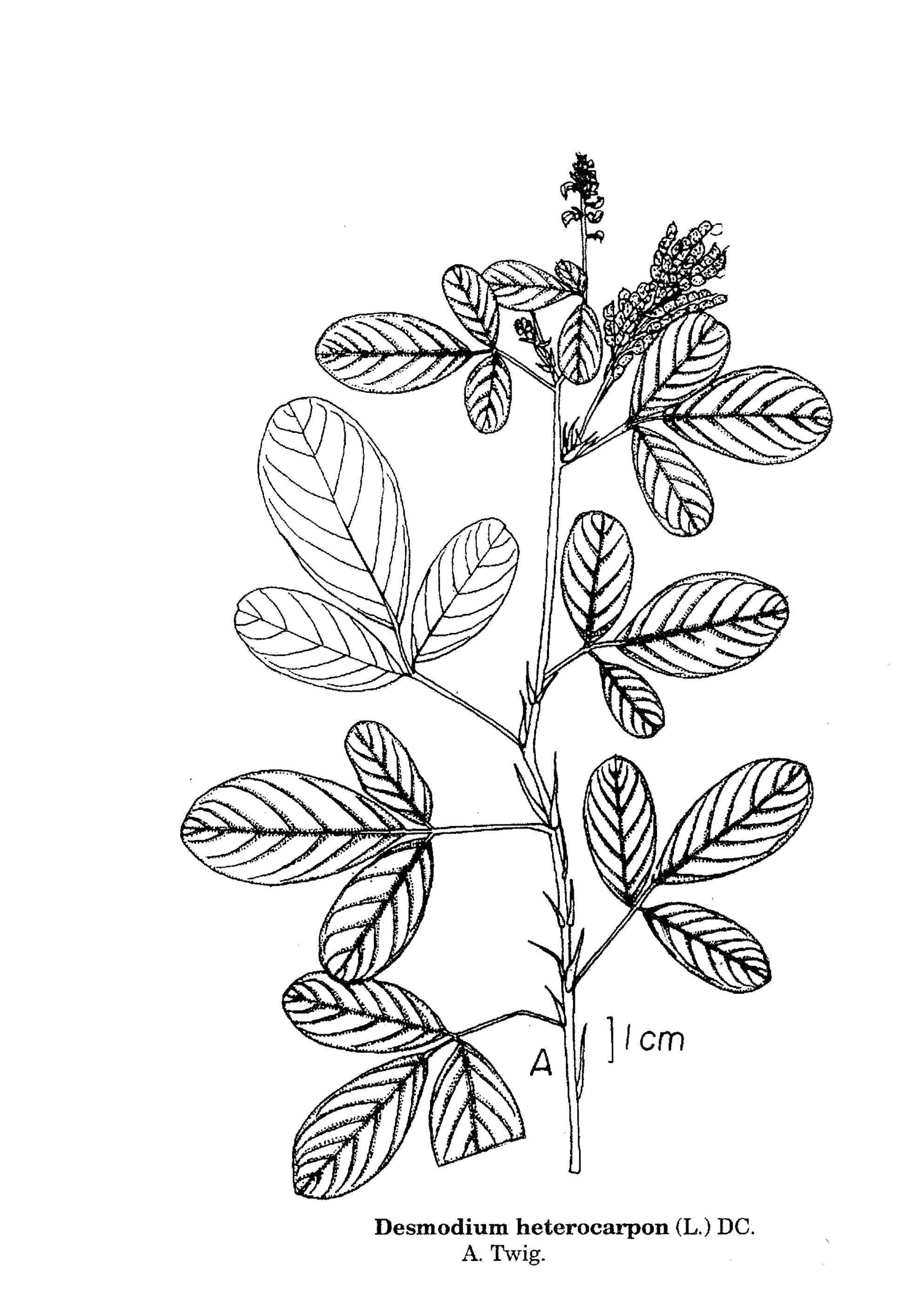 Herbarium JCB