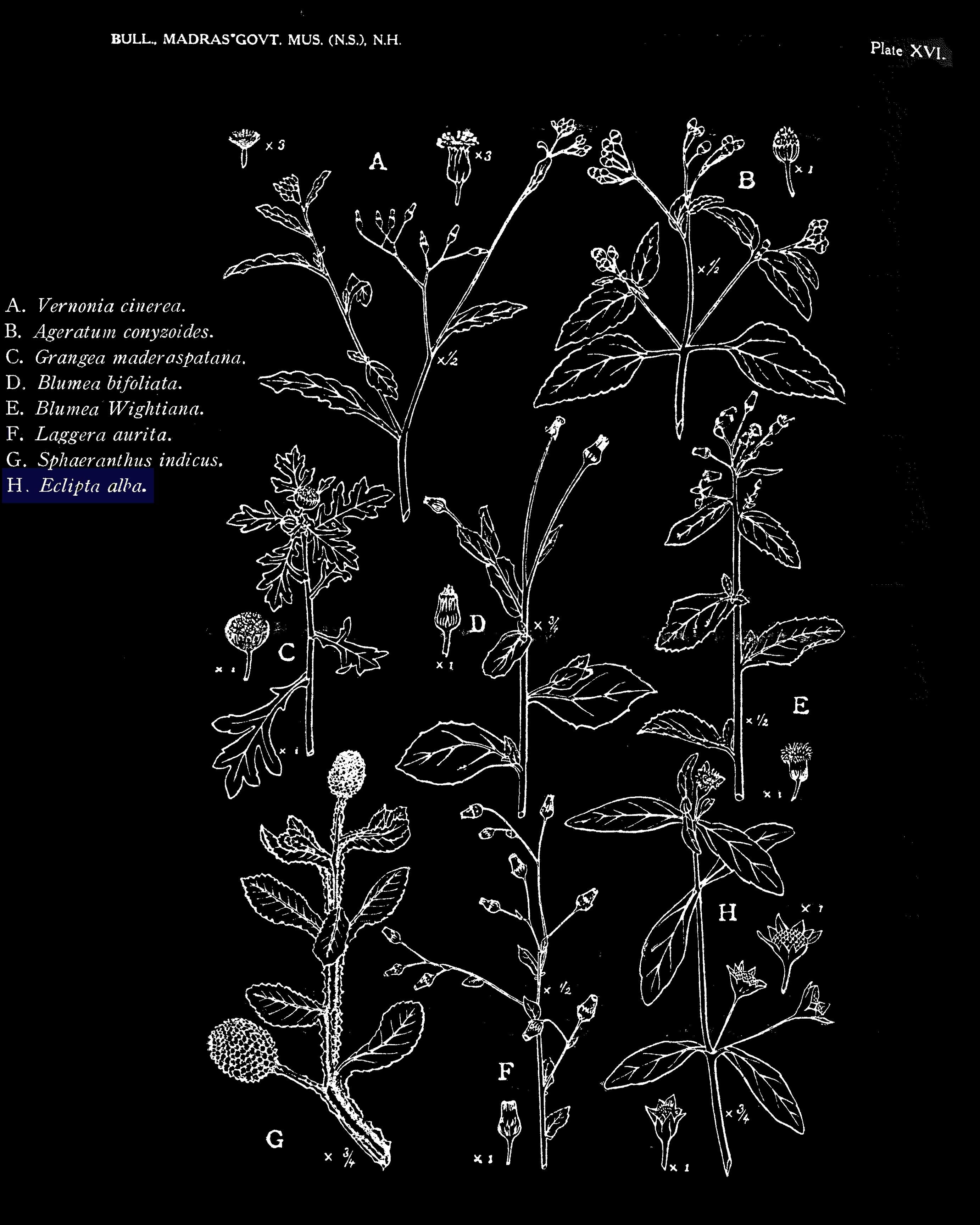 Herbarium JCB