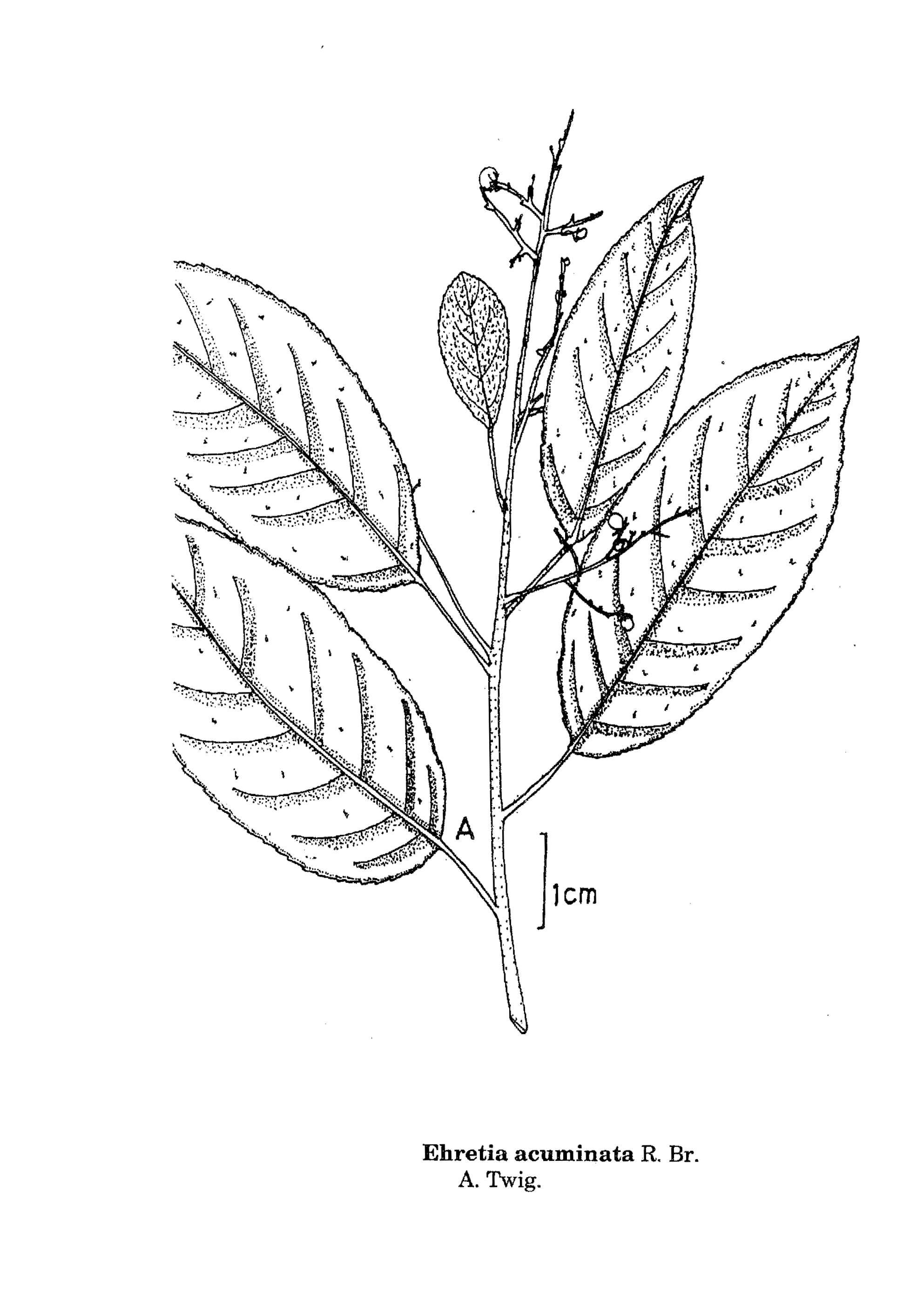 Herbarium JCB