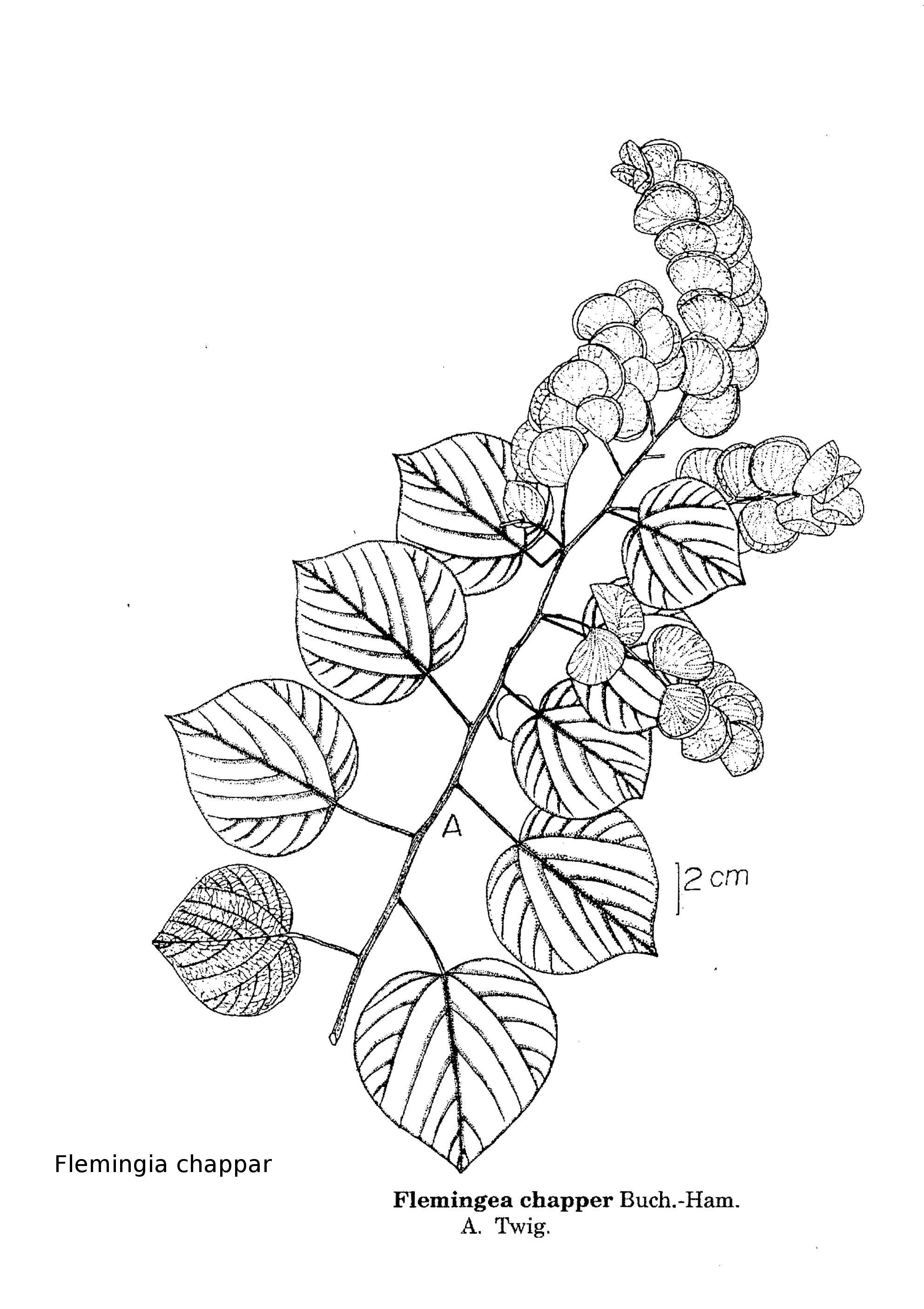 Herbarium JCB