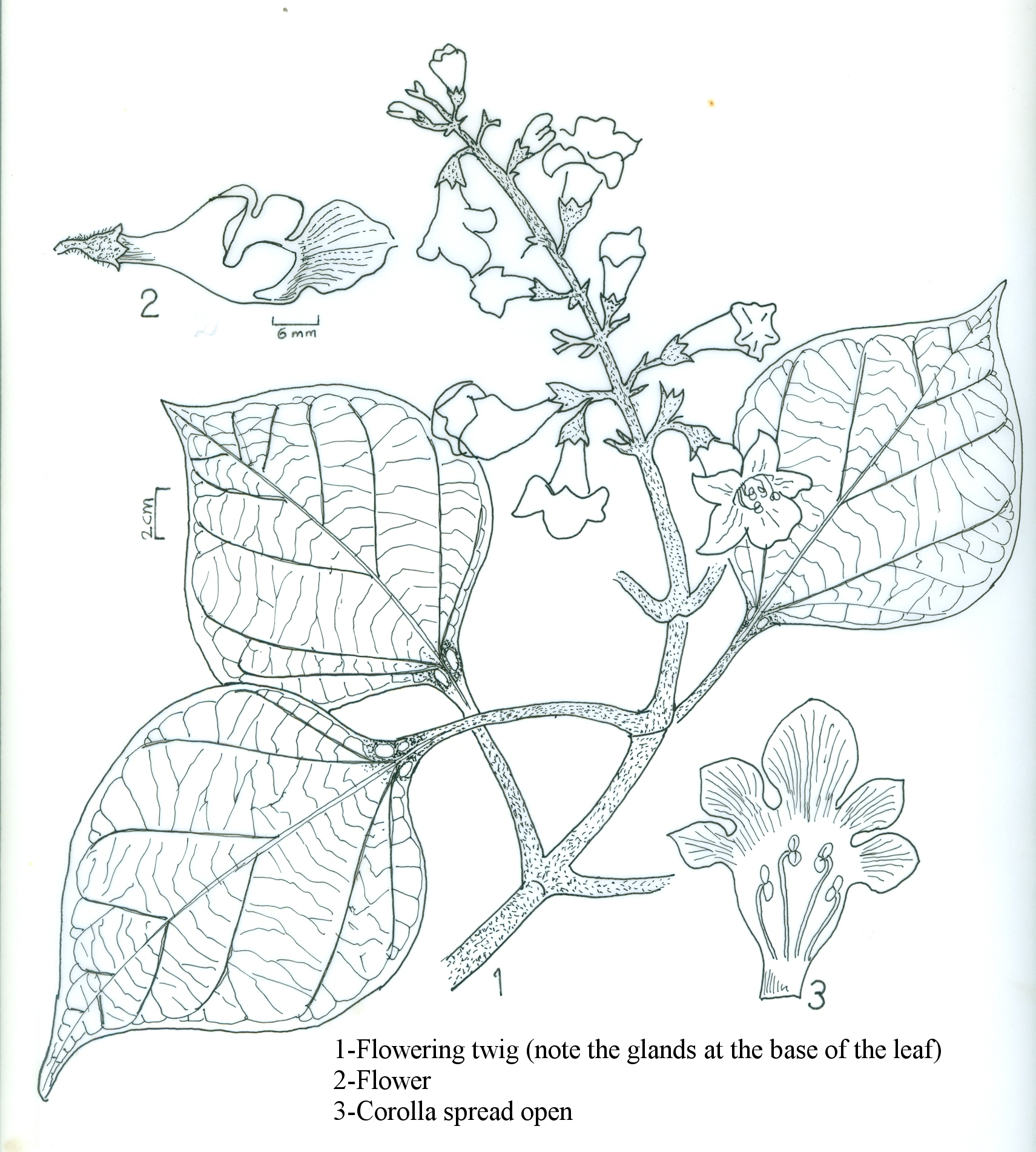 Herbarium JCB
