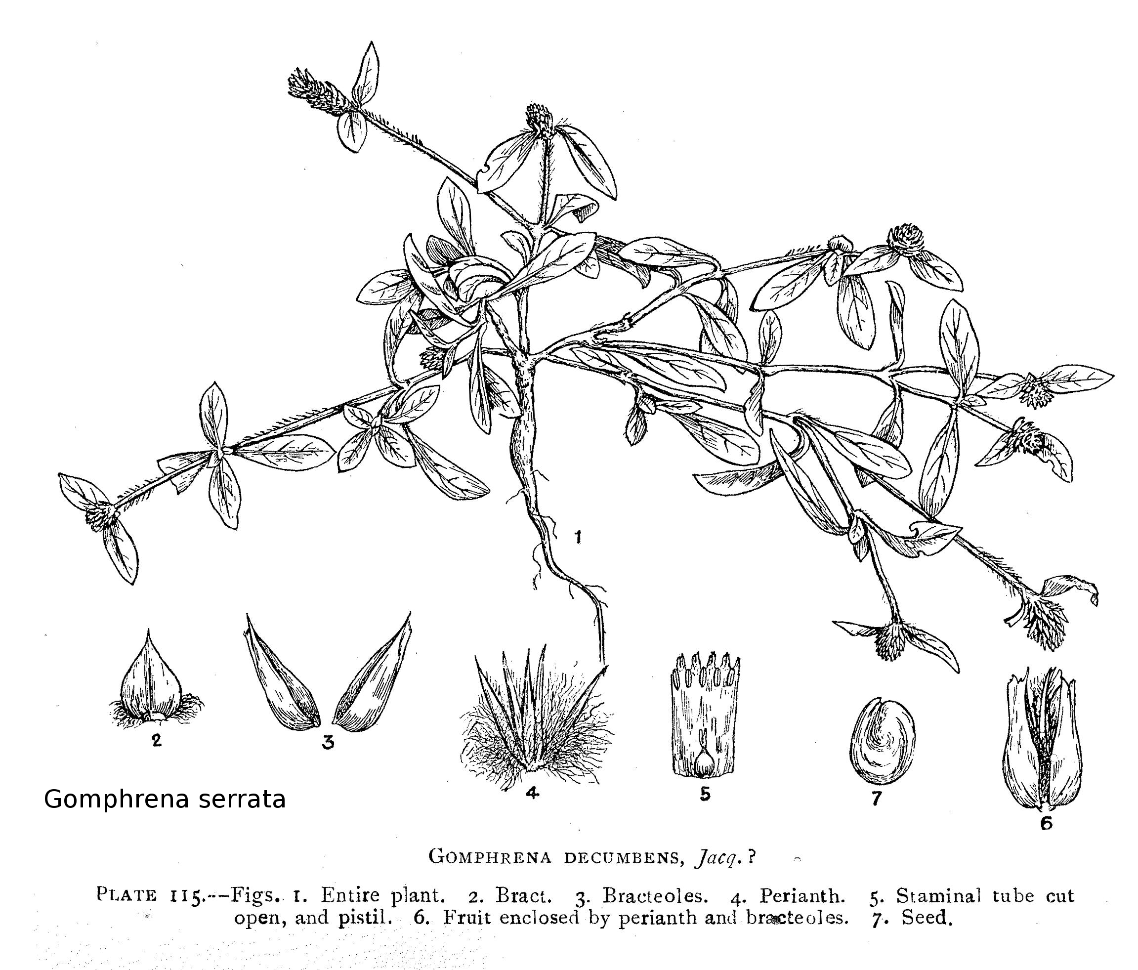 Herbarium JCB