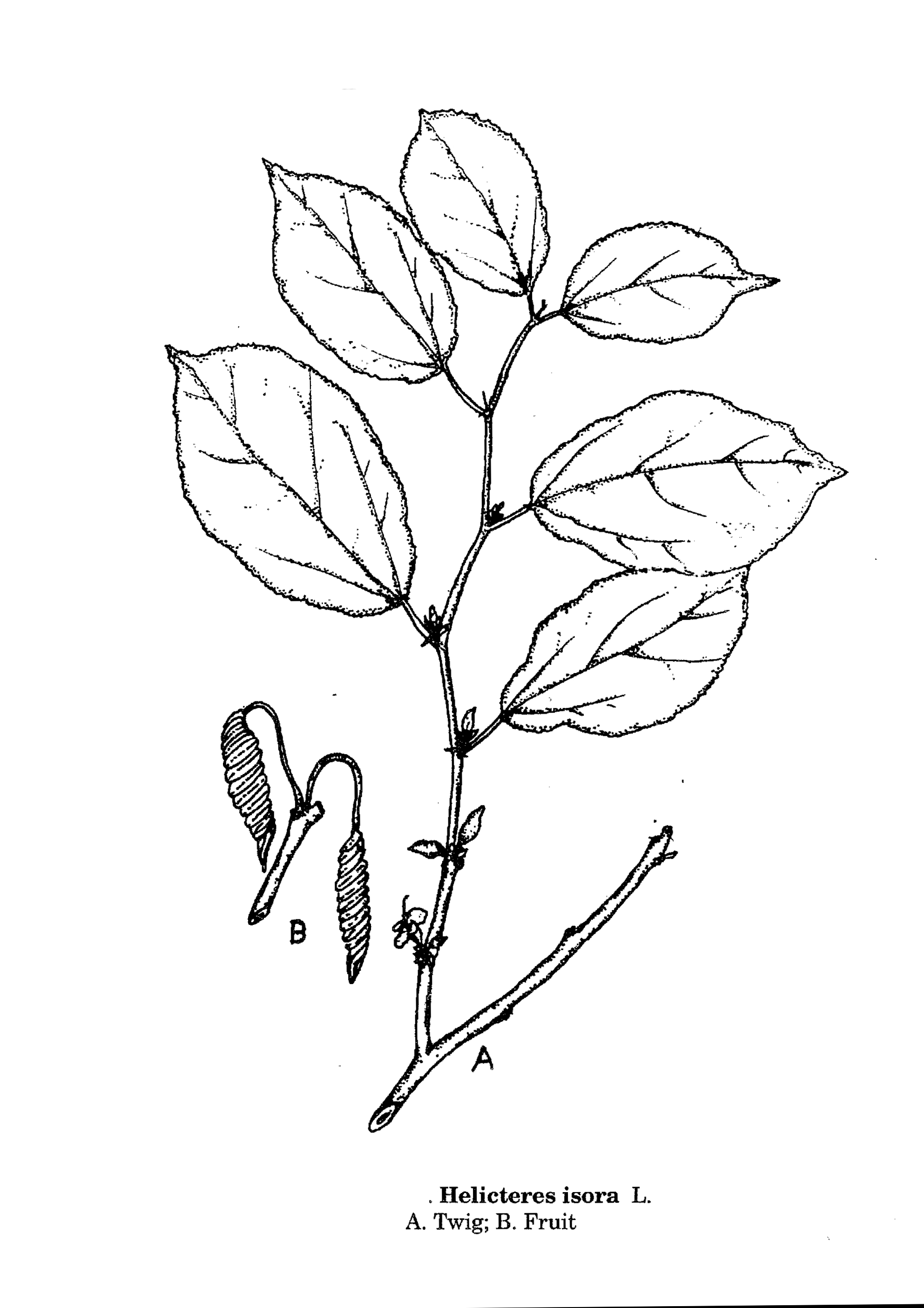 Herbarium JCB
