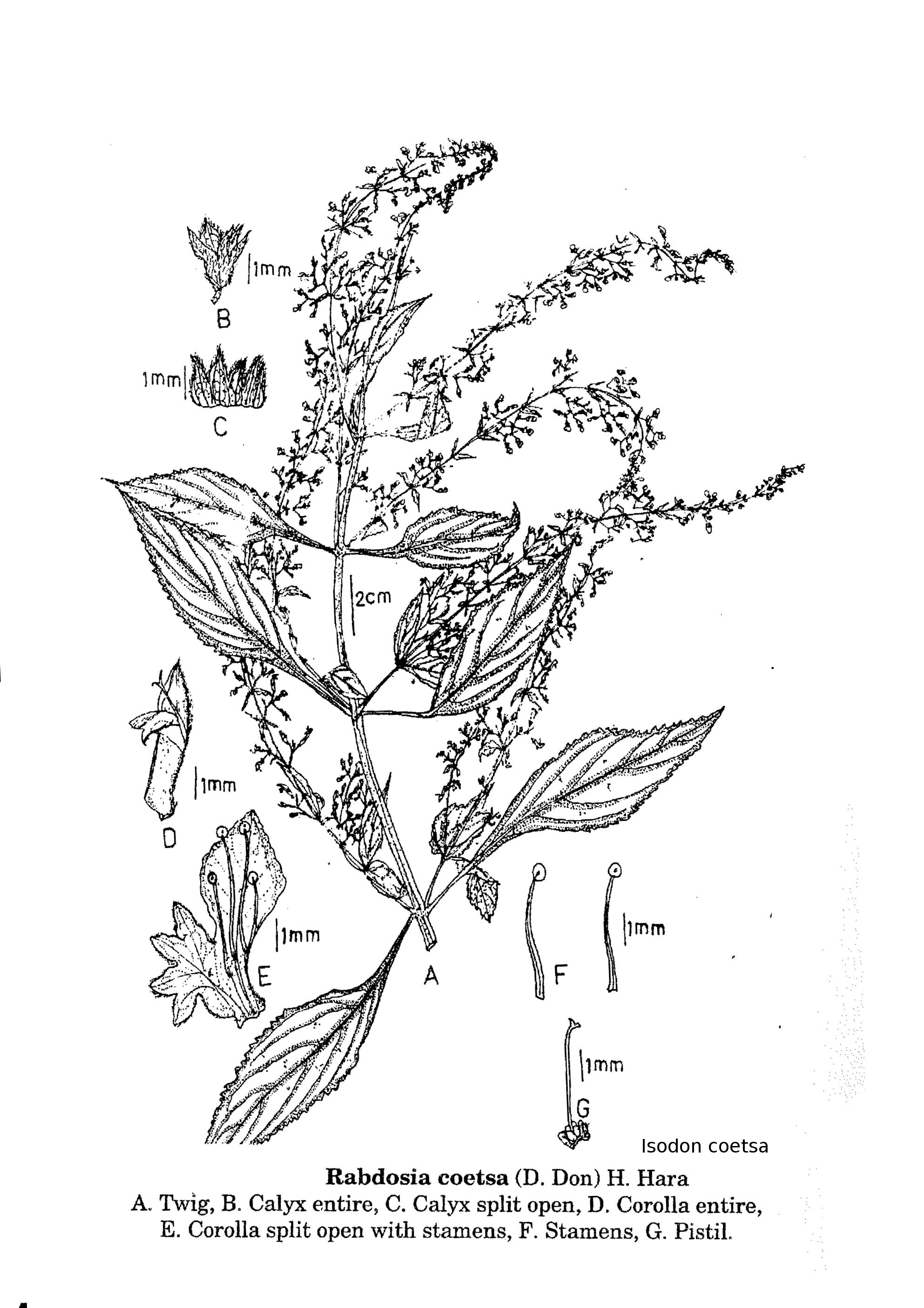Herbarium JCB