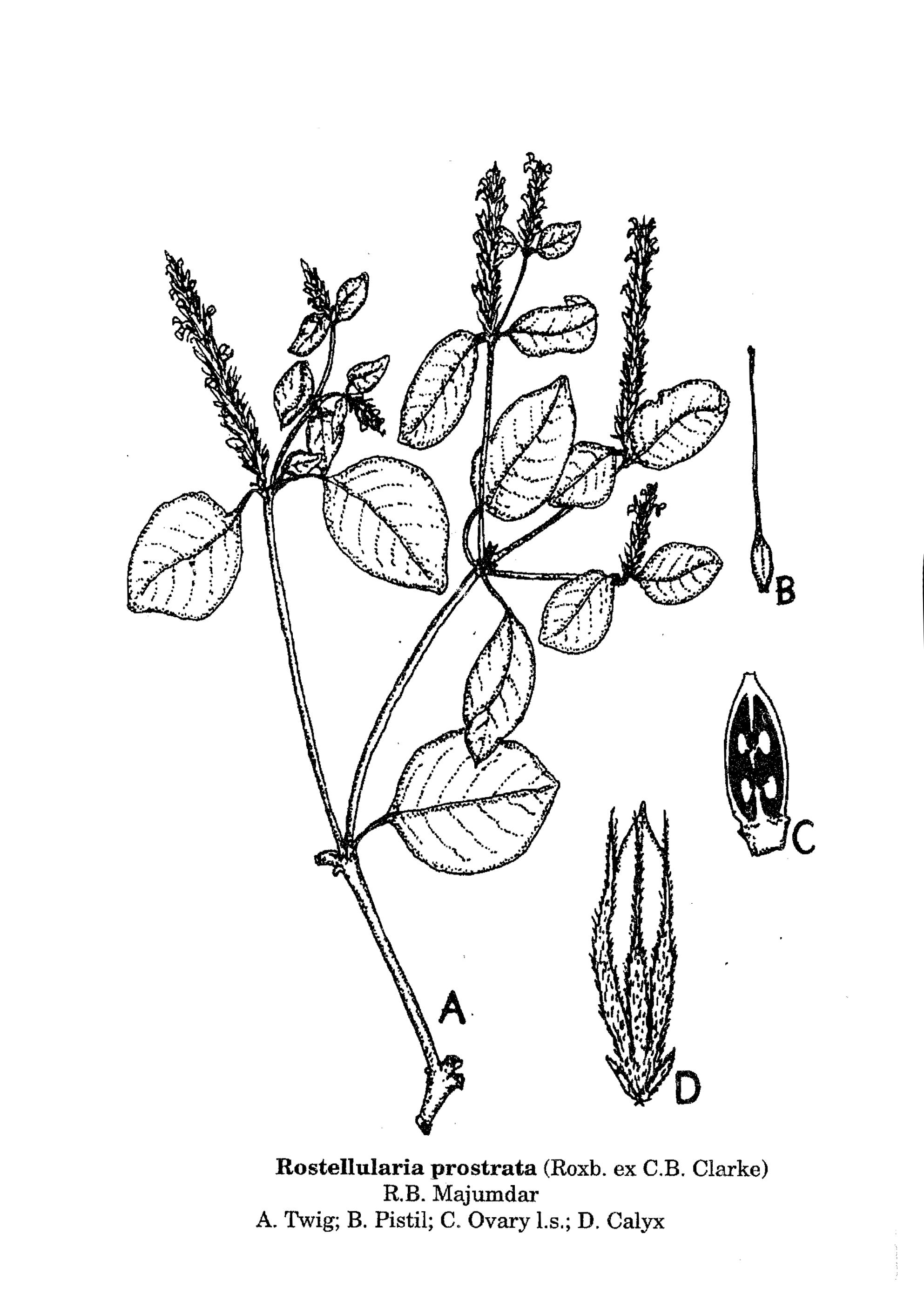 Herbarium JCB