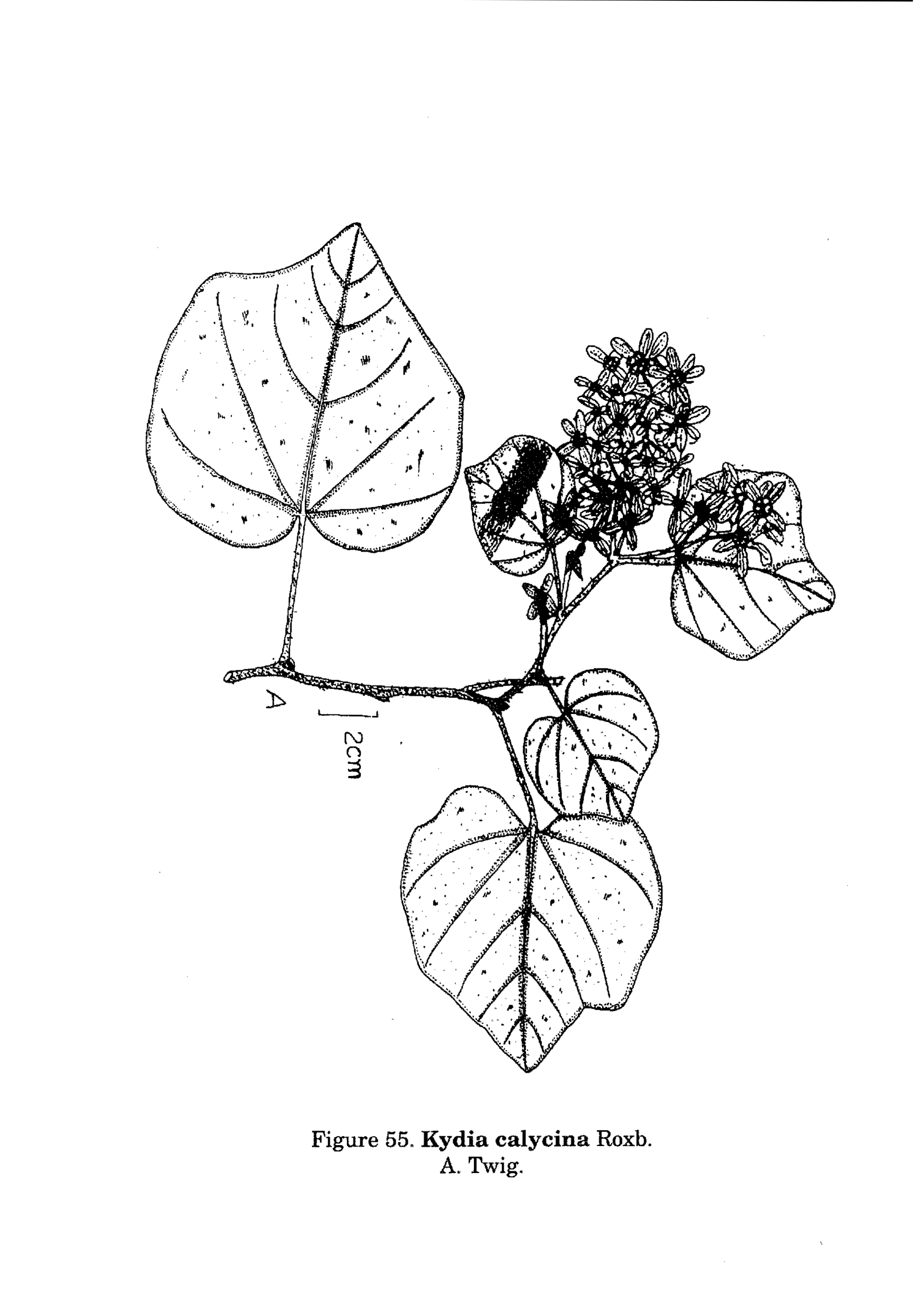 Herbarium JCB
