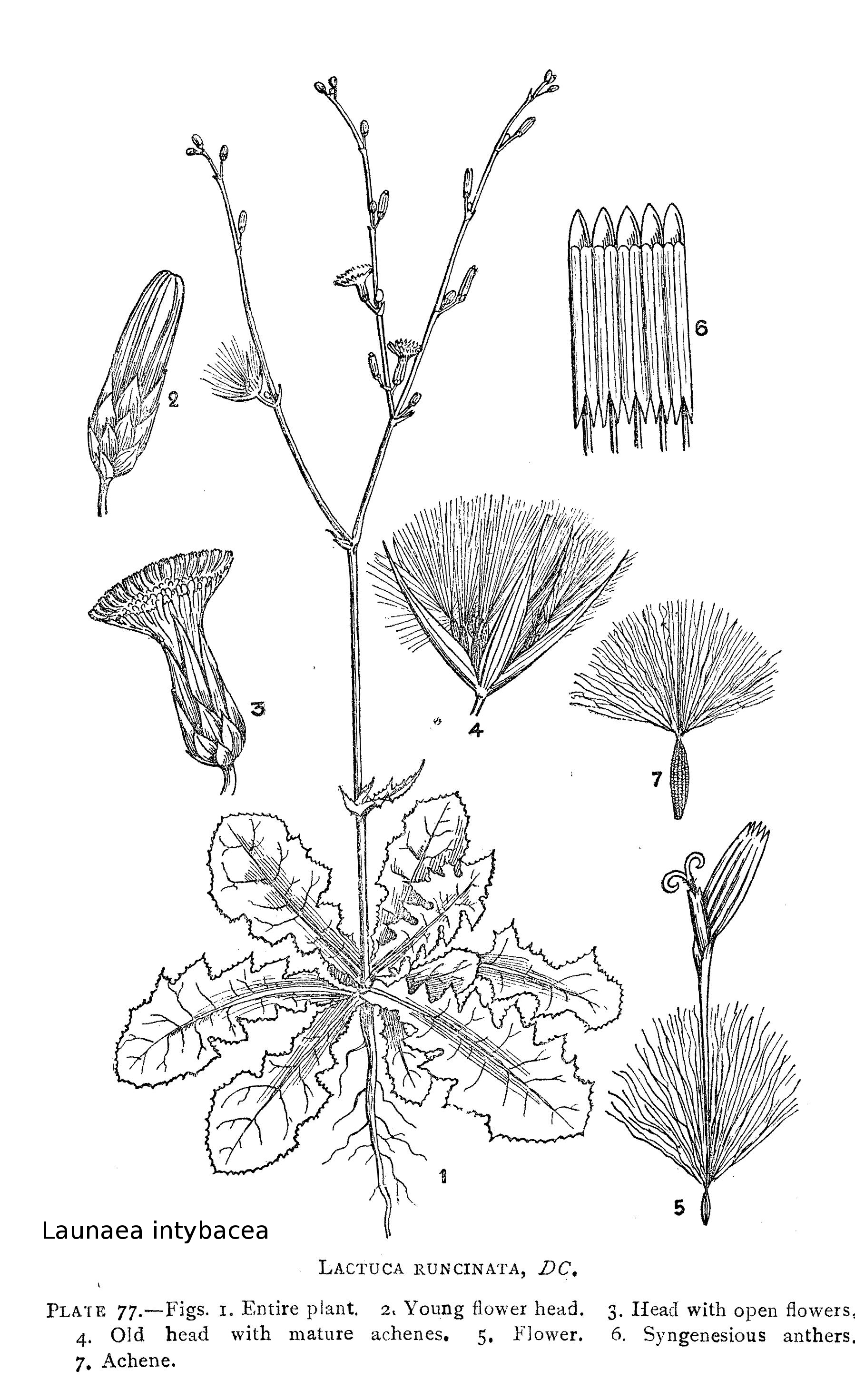Herbarium JCB