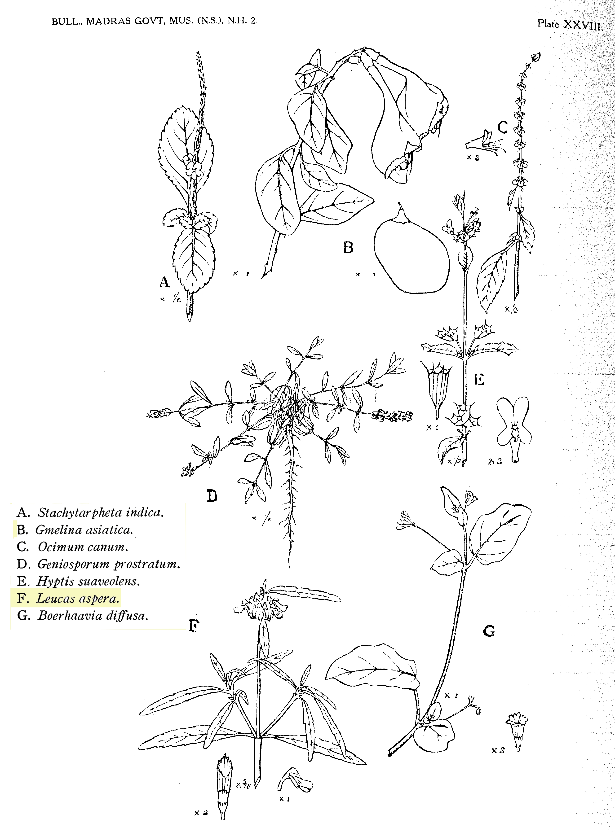 Herbarium JCB