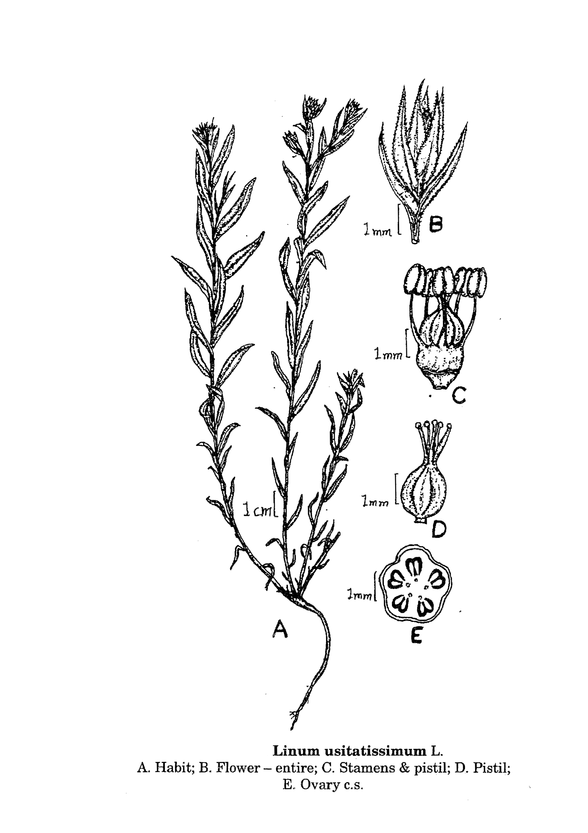 Herbarium JCB