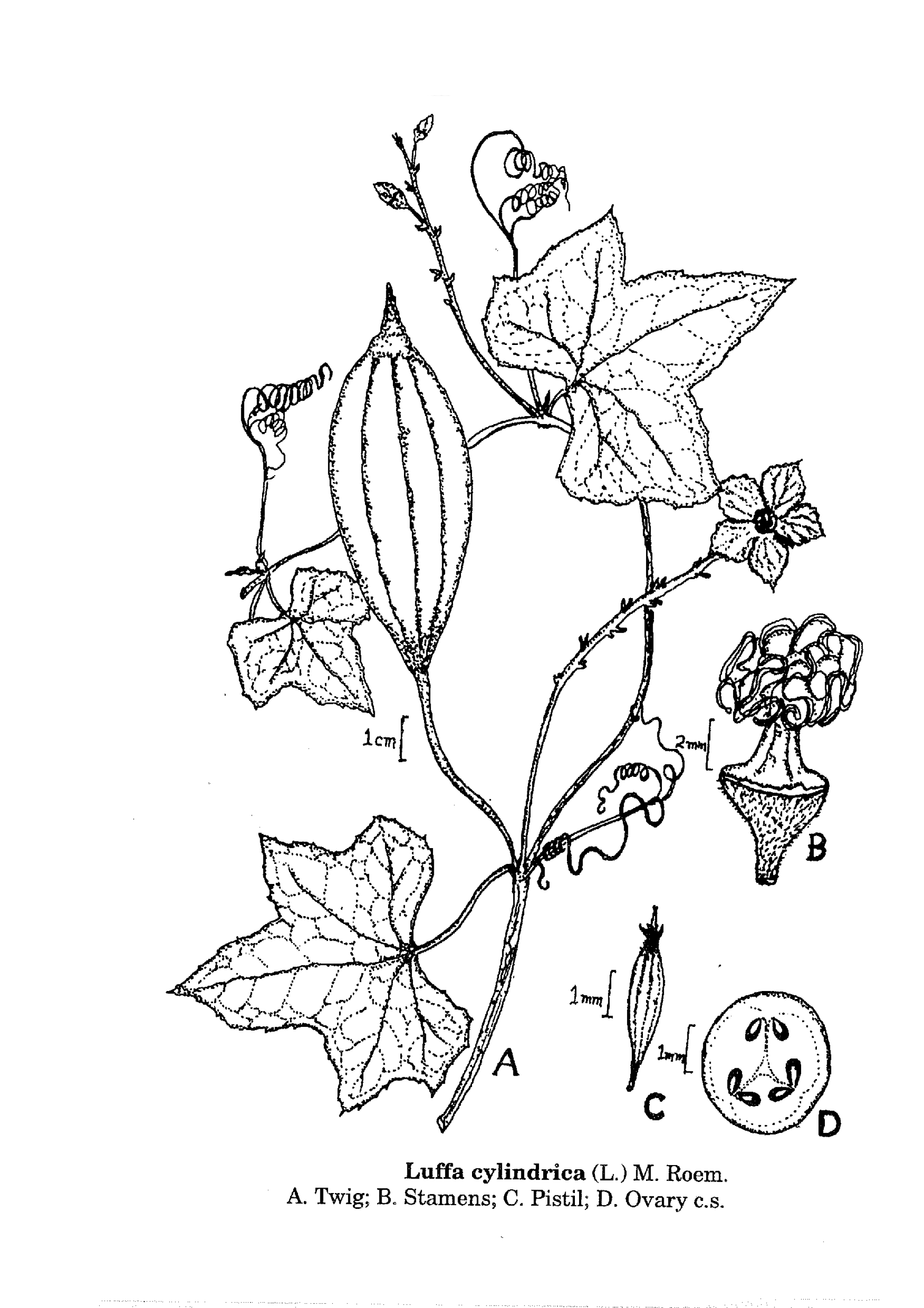 Herbarium JCB
