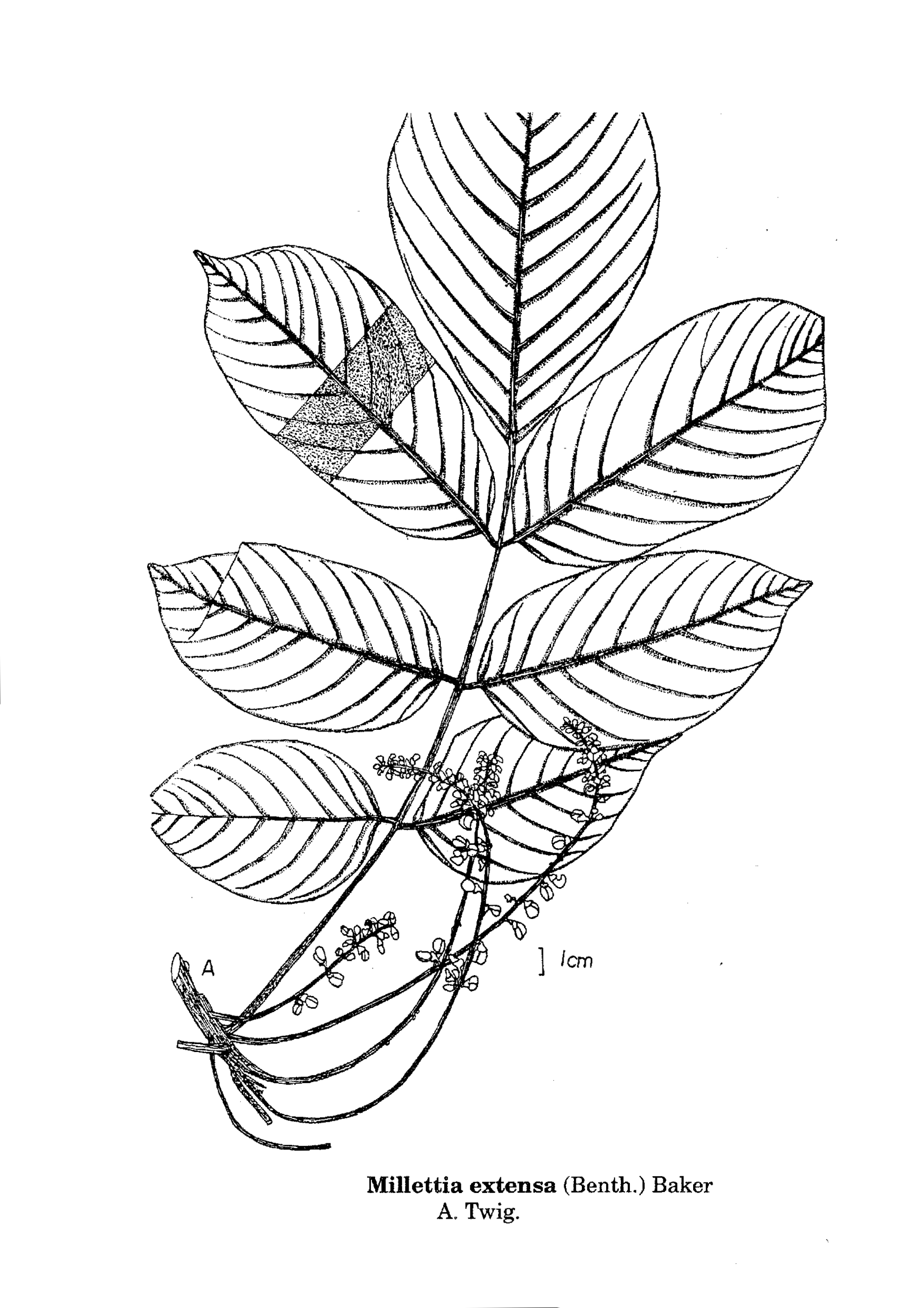 Herbarium JCB