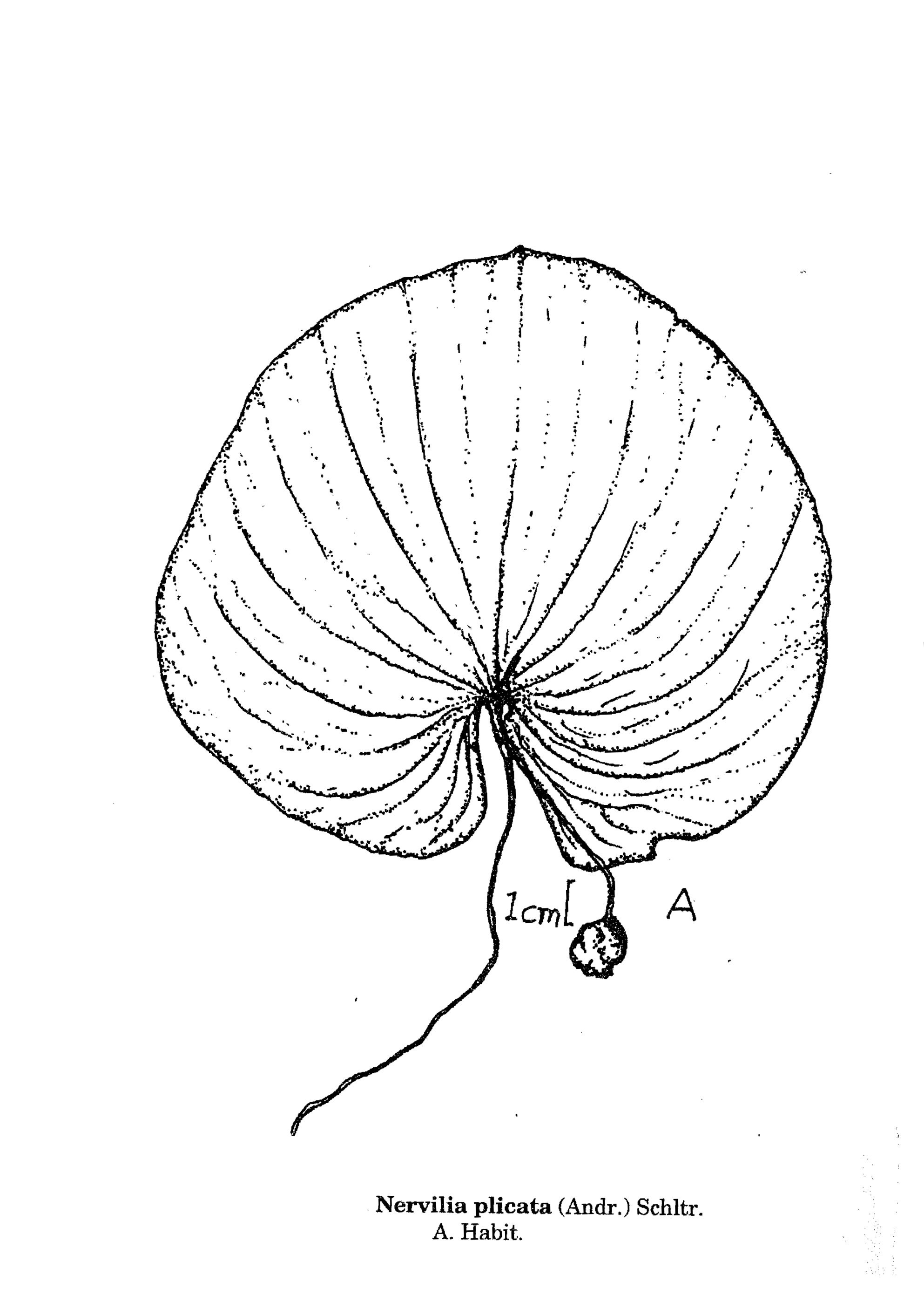 Herbarium JCB