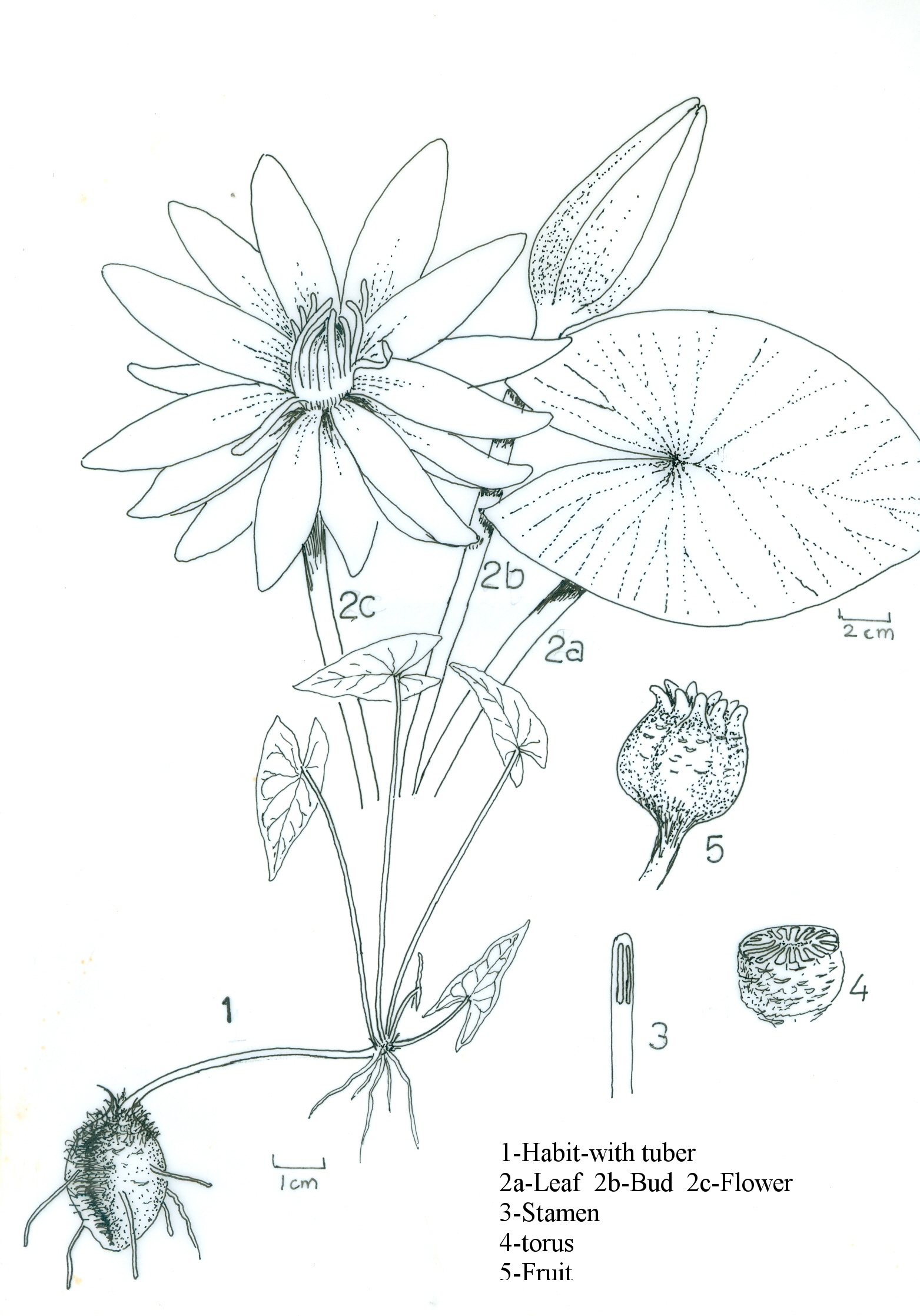 Herbarium JCB