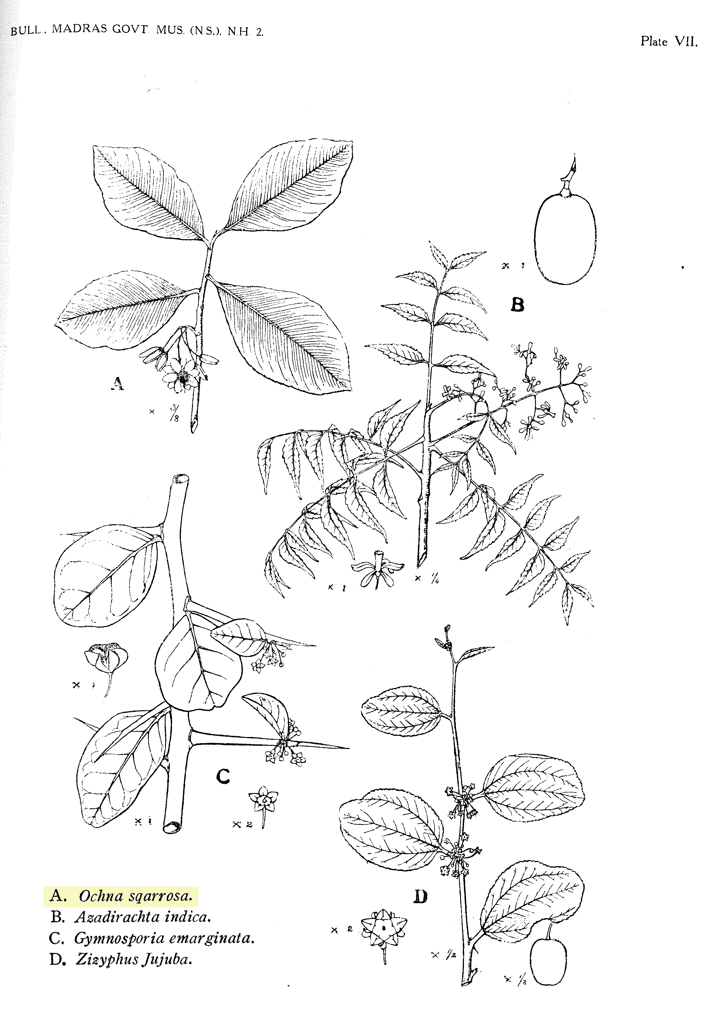 Herbarium JCB