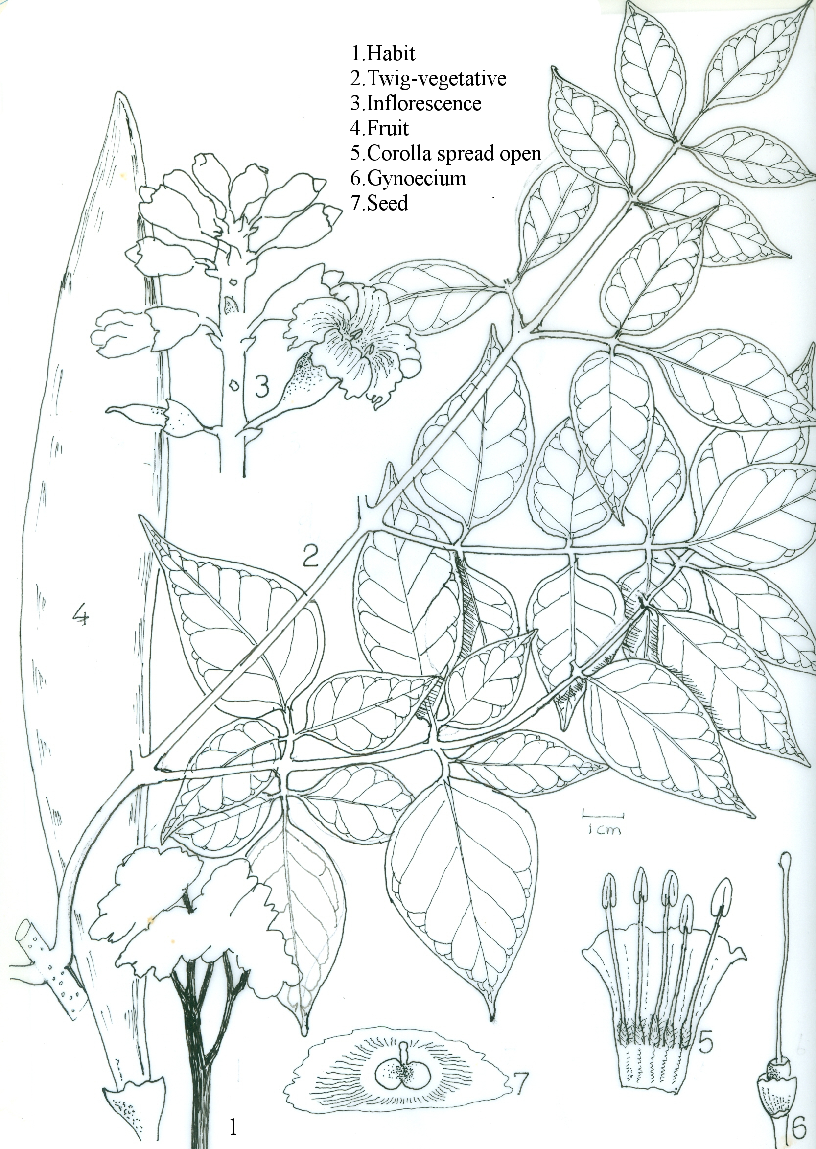 Herbarium JCB