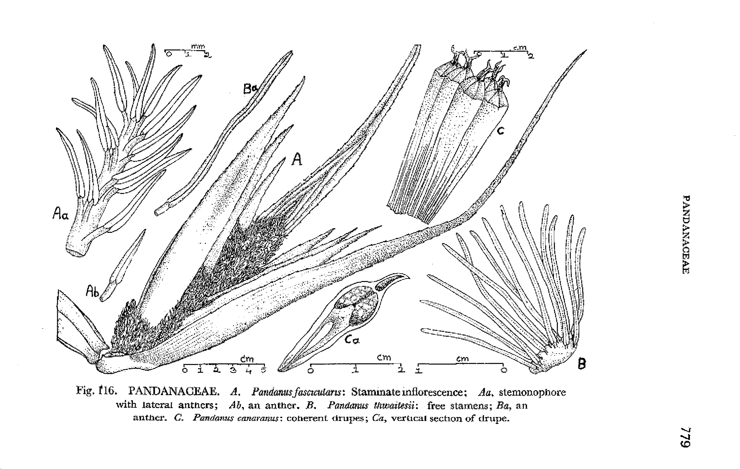 Herbarium JCB