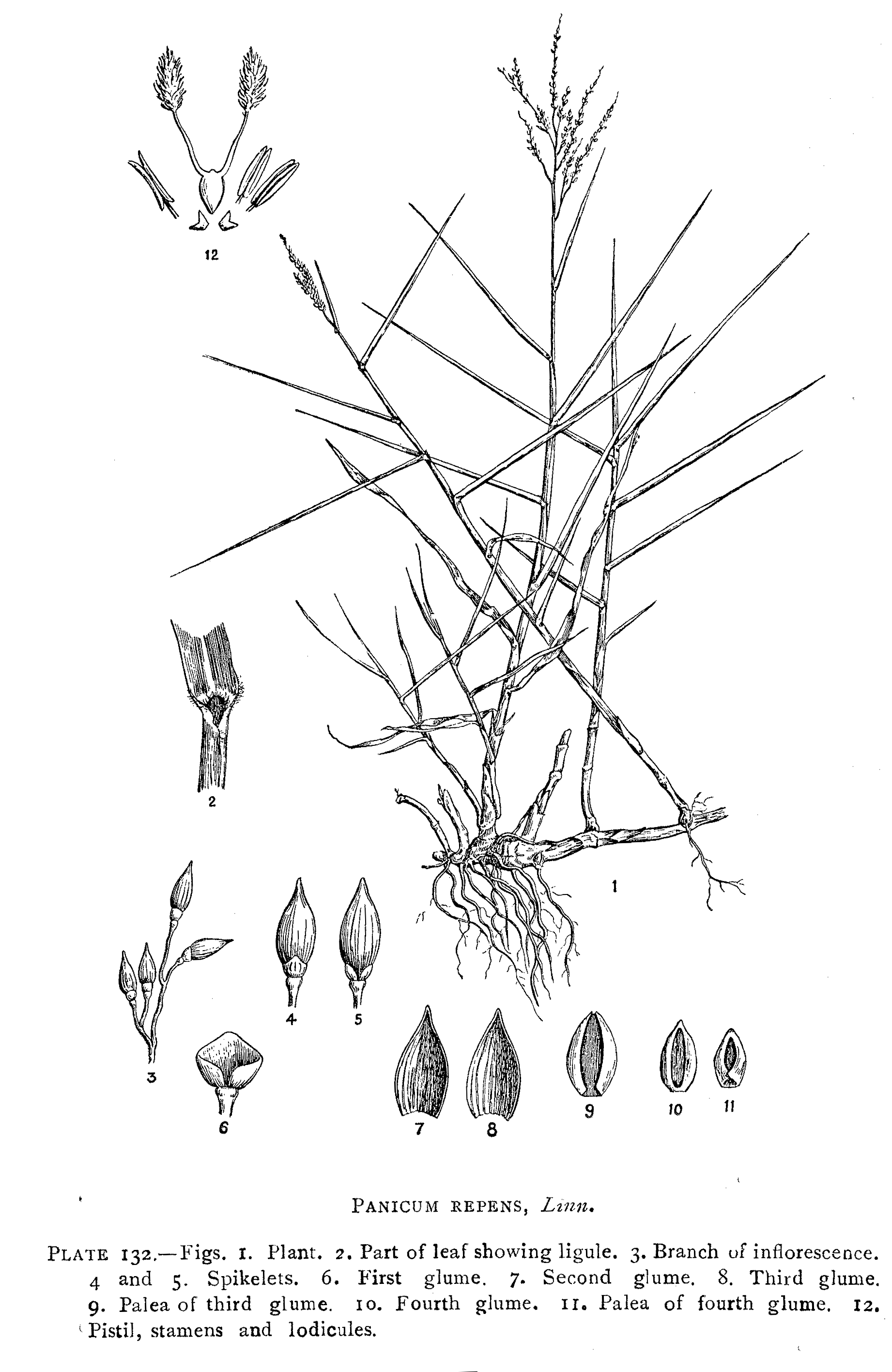 Herbarium JCB