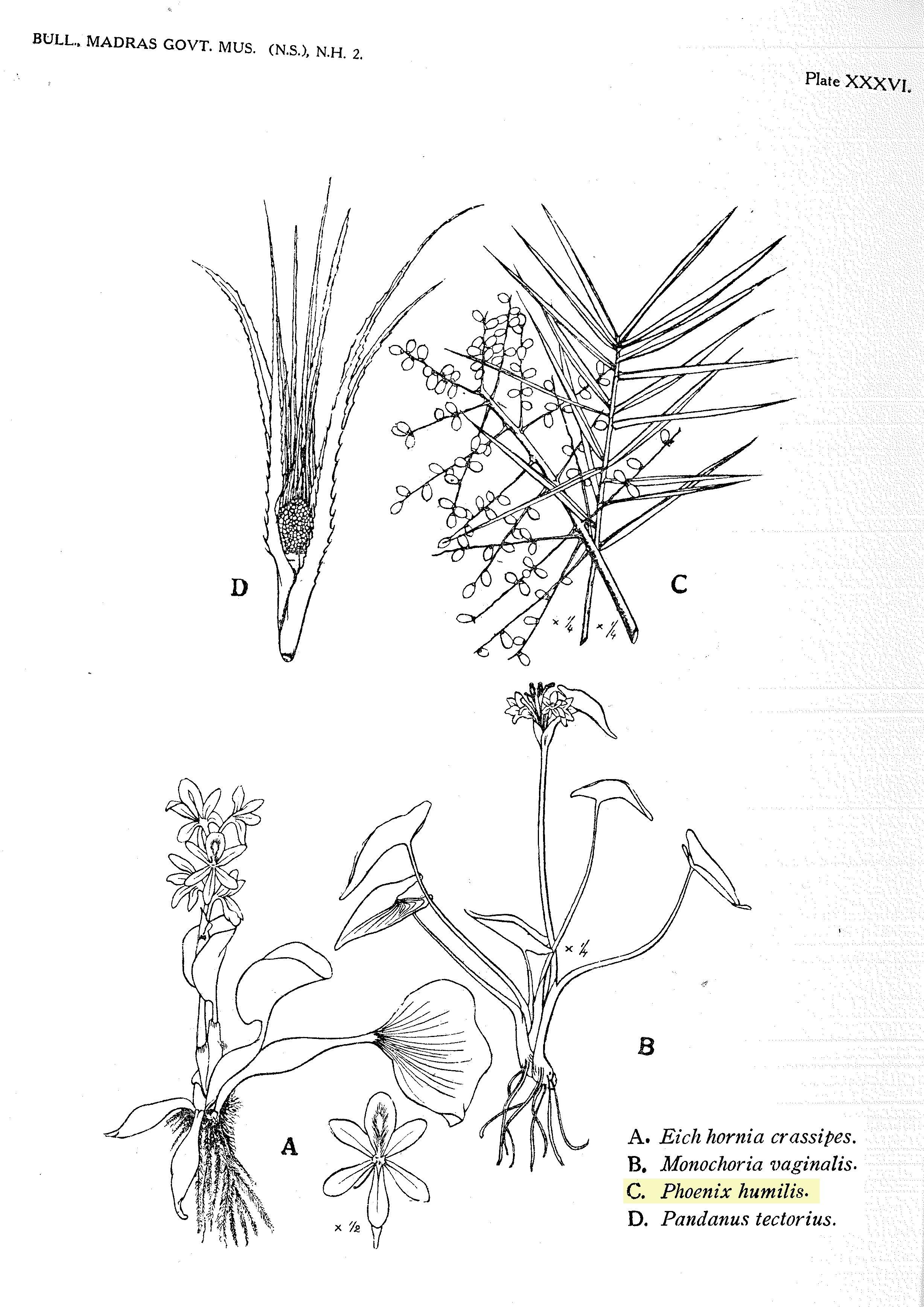 Herbarium JCB