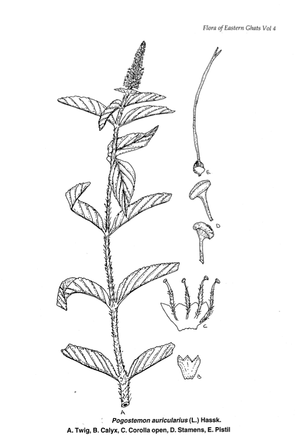 Herbarium JCB