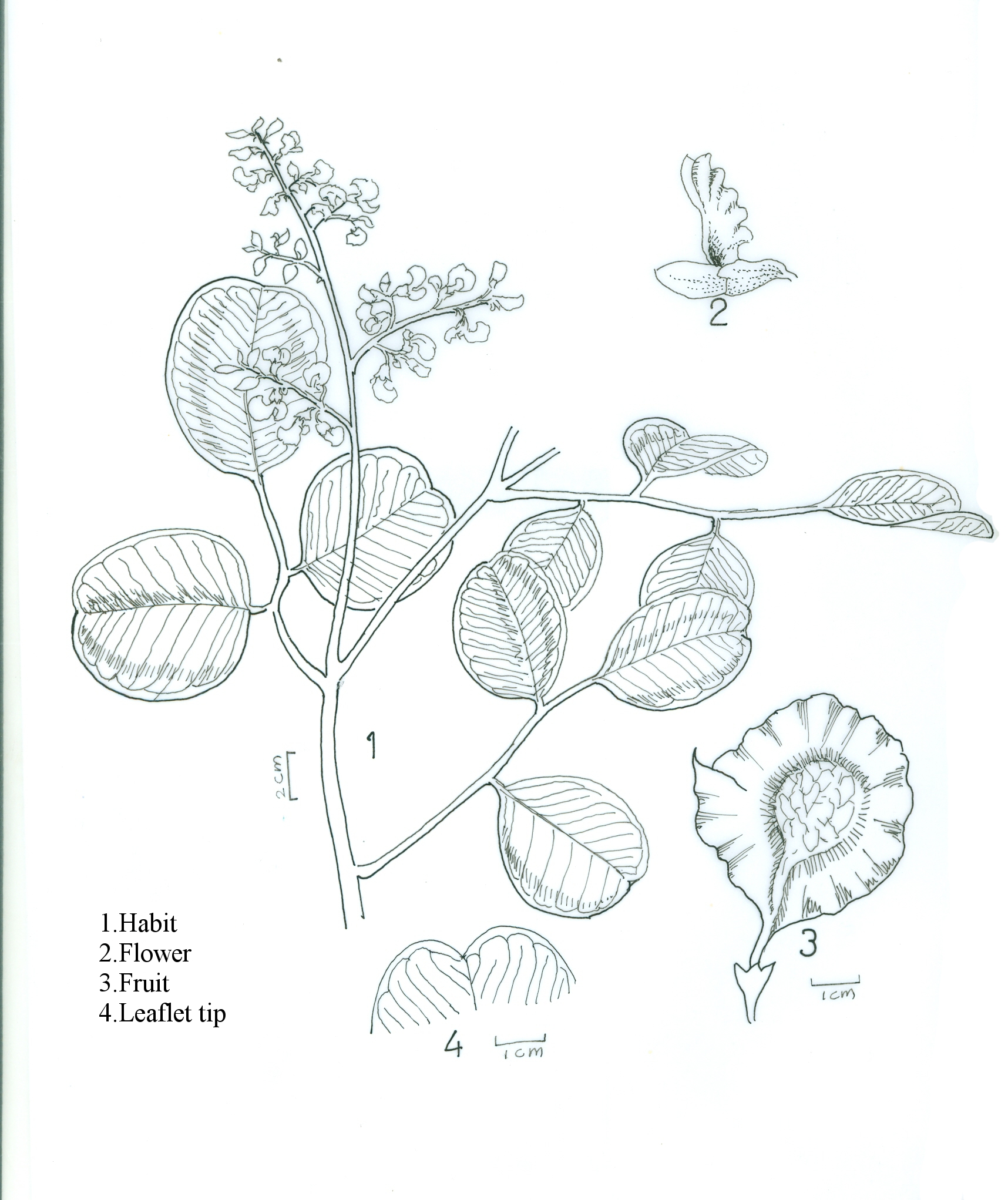 Herbarium JCB