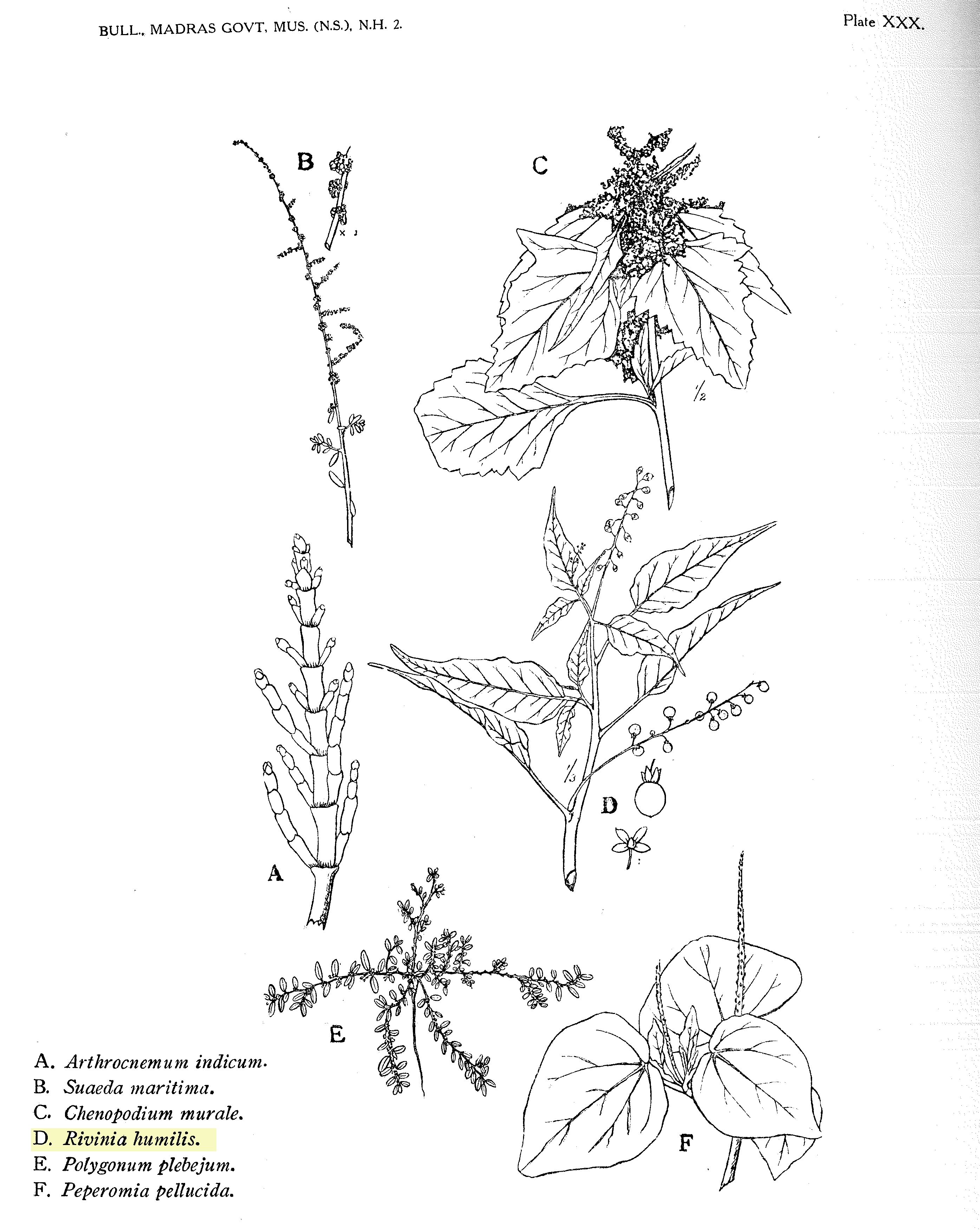 Herbarium JCB