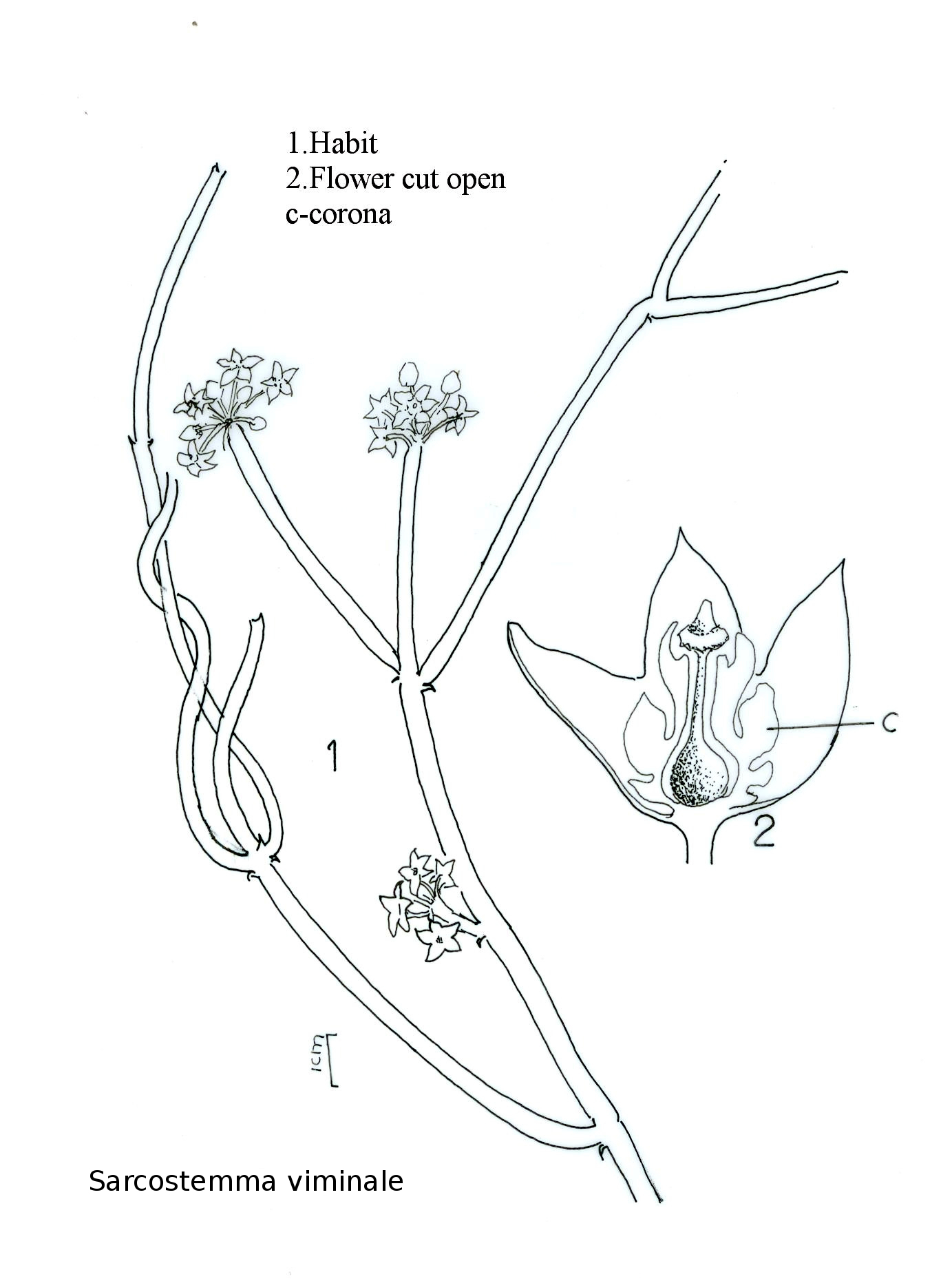 Herbarium JCB